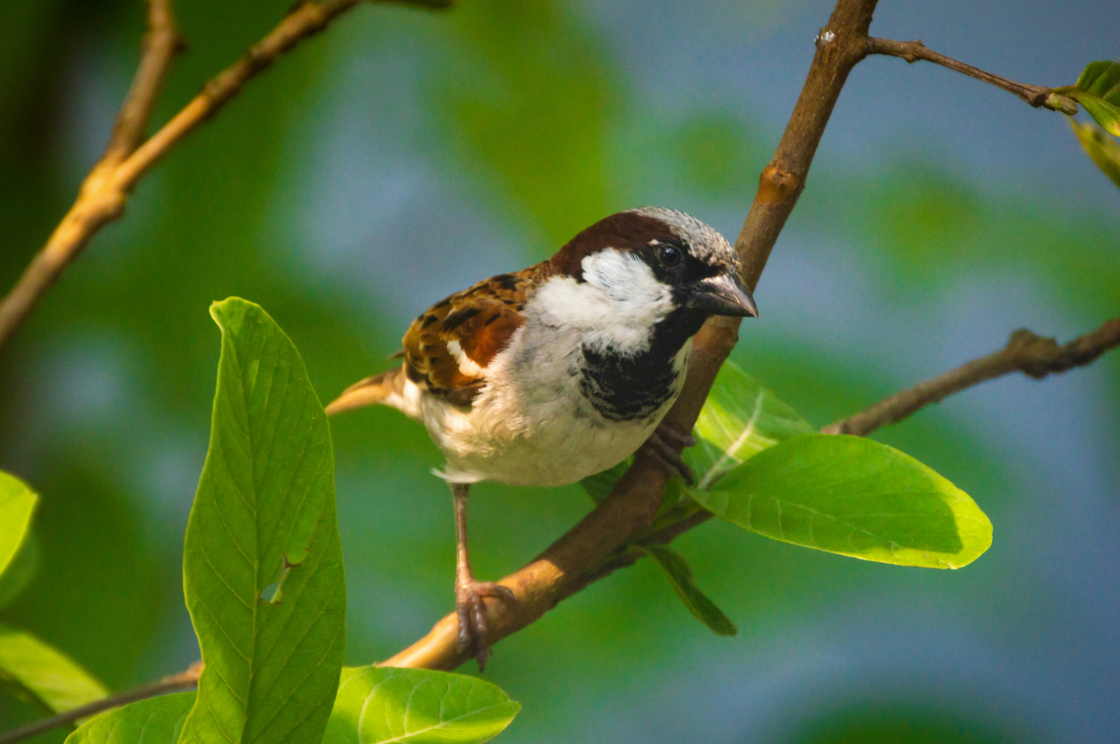 A small bird perched on a branch of a tree photo – Free Animal Image on ...