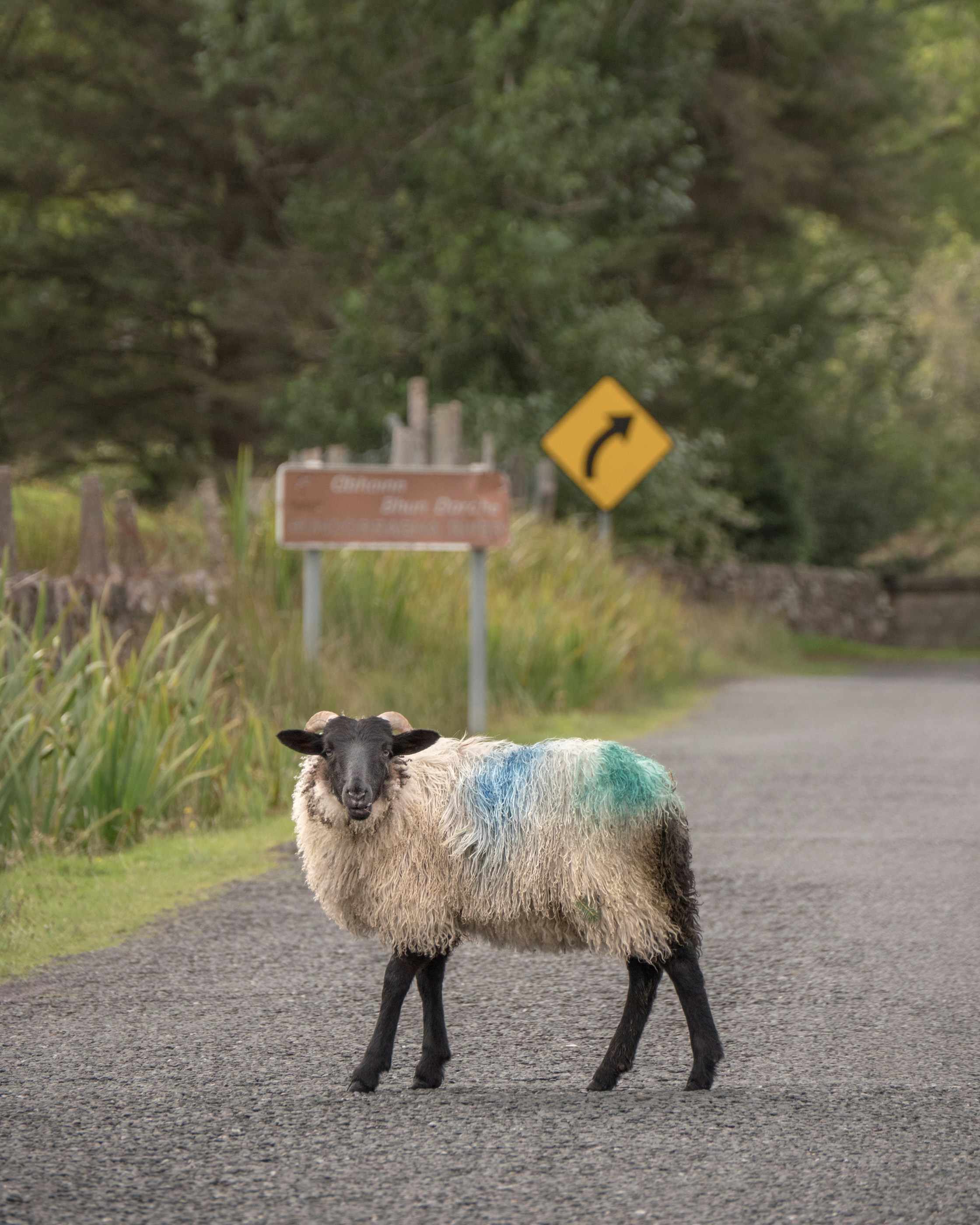 Color-Splashed Sheep Stares Down a Winding Country Road