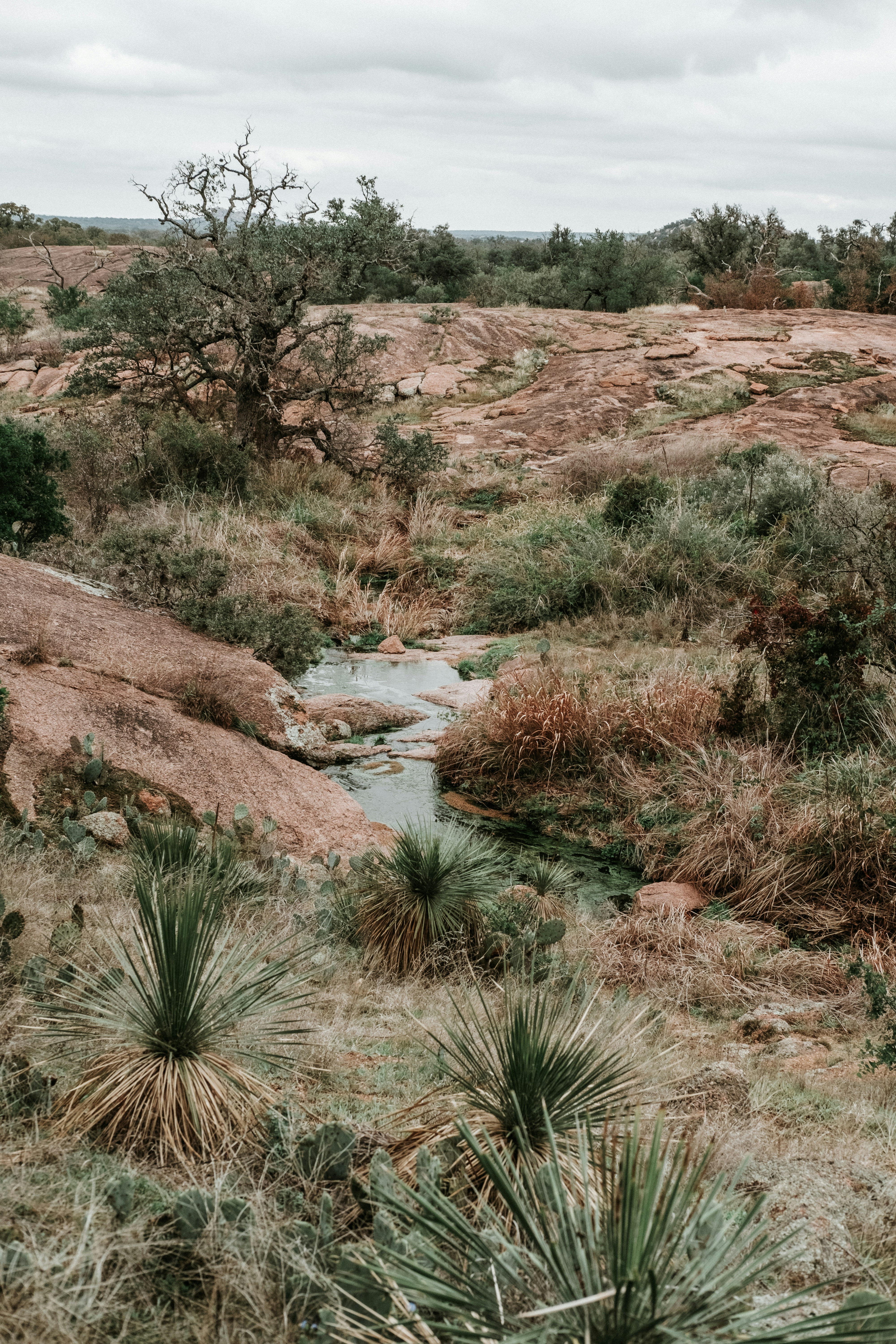 Windswept Desert Stream: Yucca Fronds Framing a Quiet Winding Channel