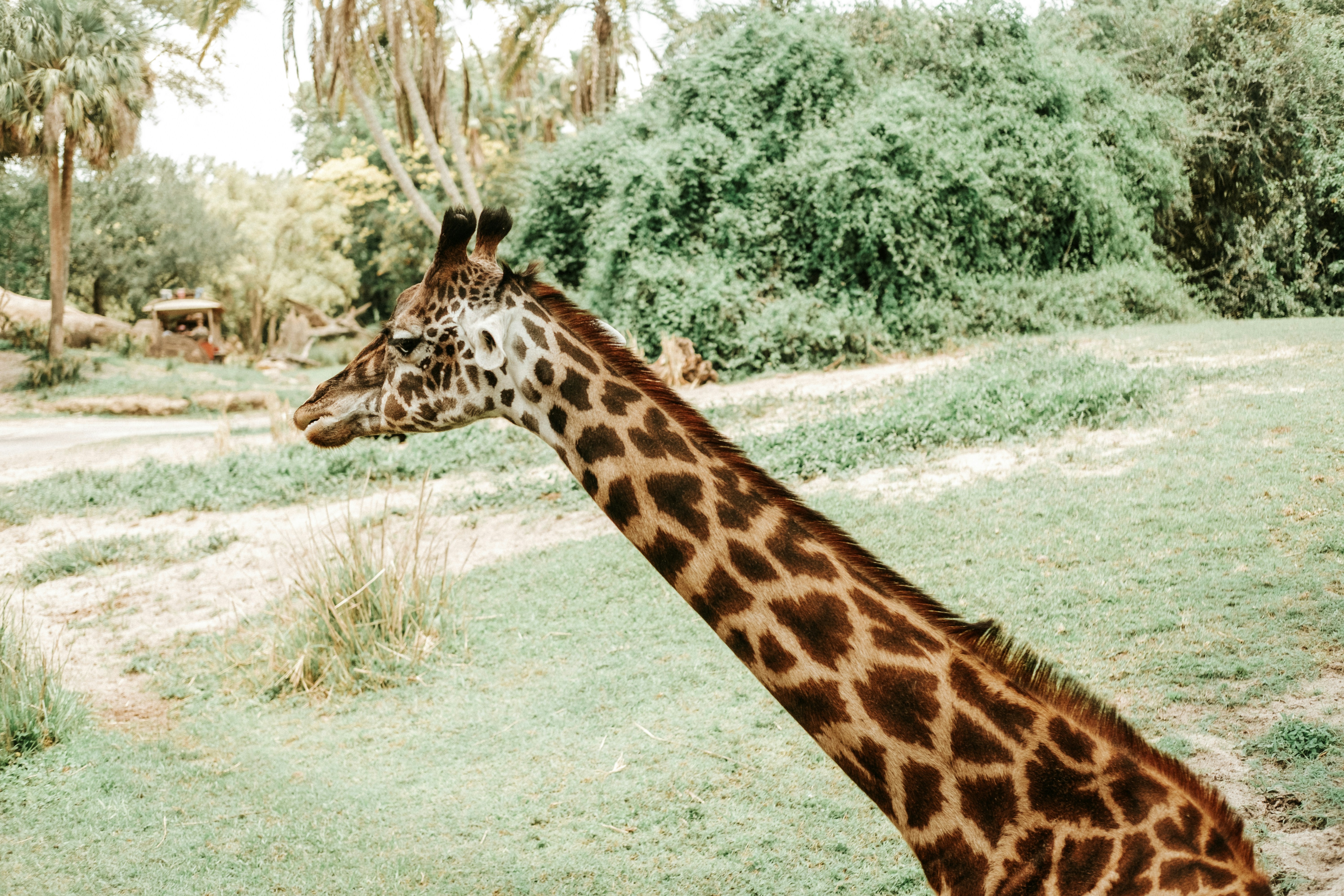 Long-Neck Sentinel at the Park Edge
