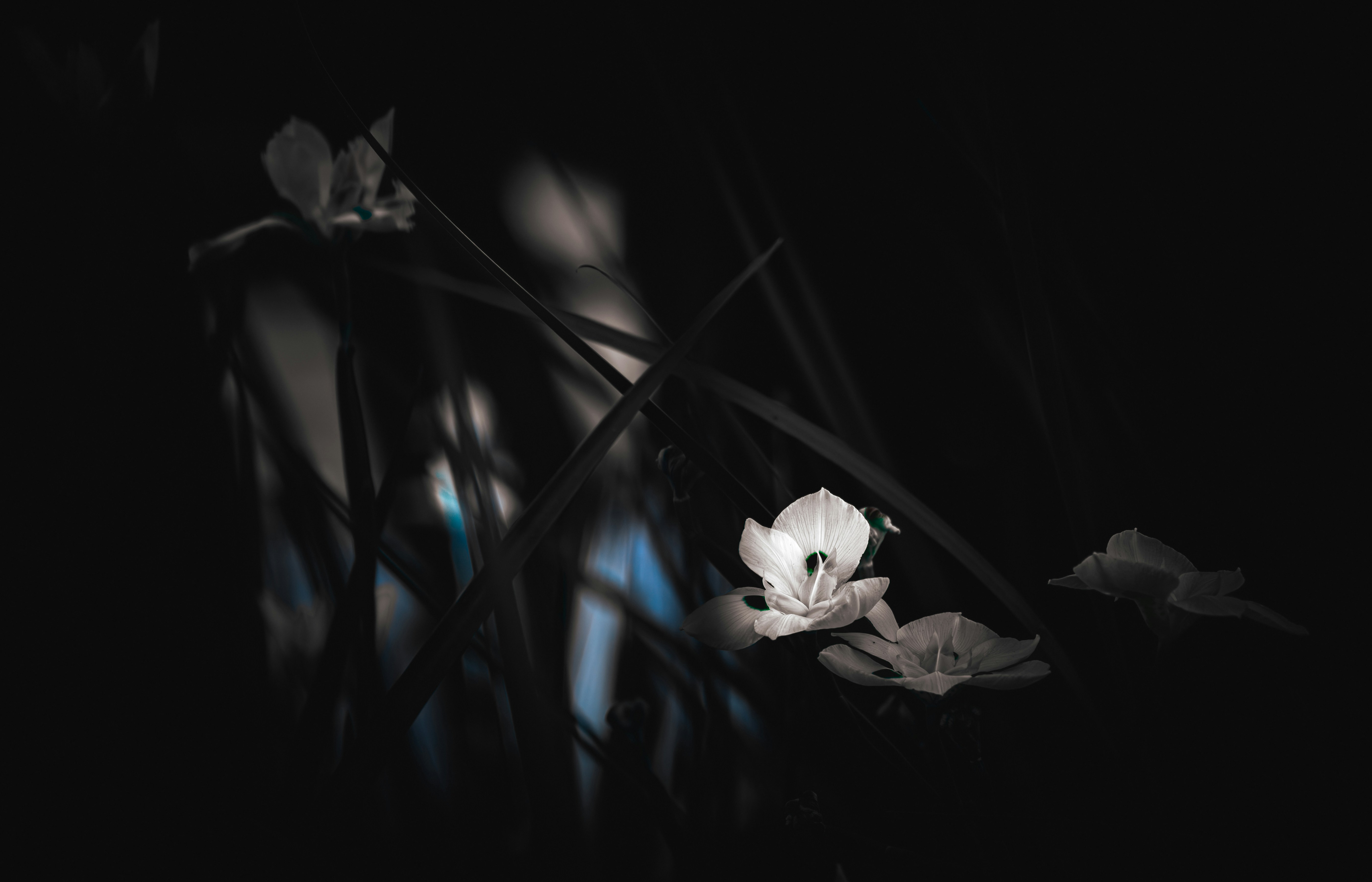Luminous White Blossom Against Velvet Night