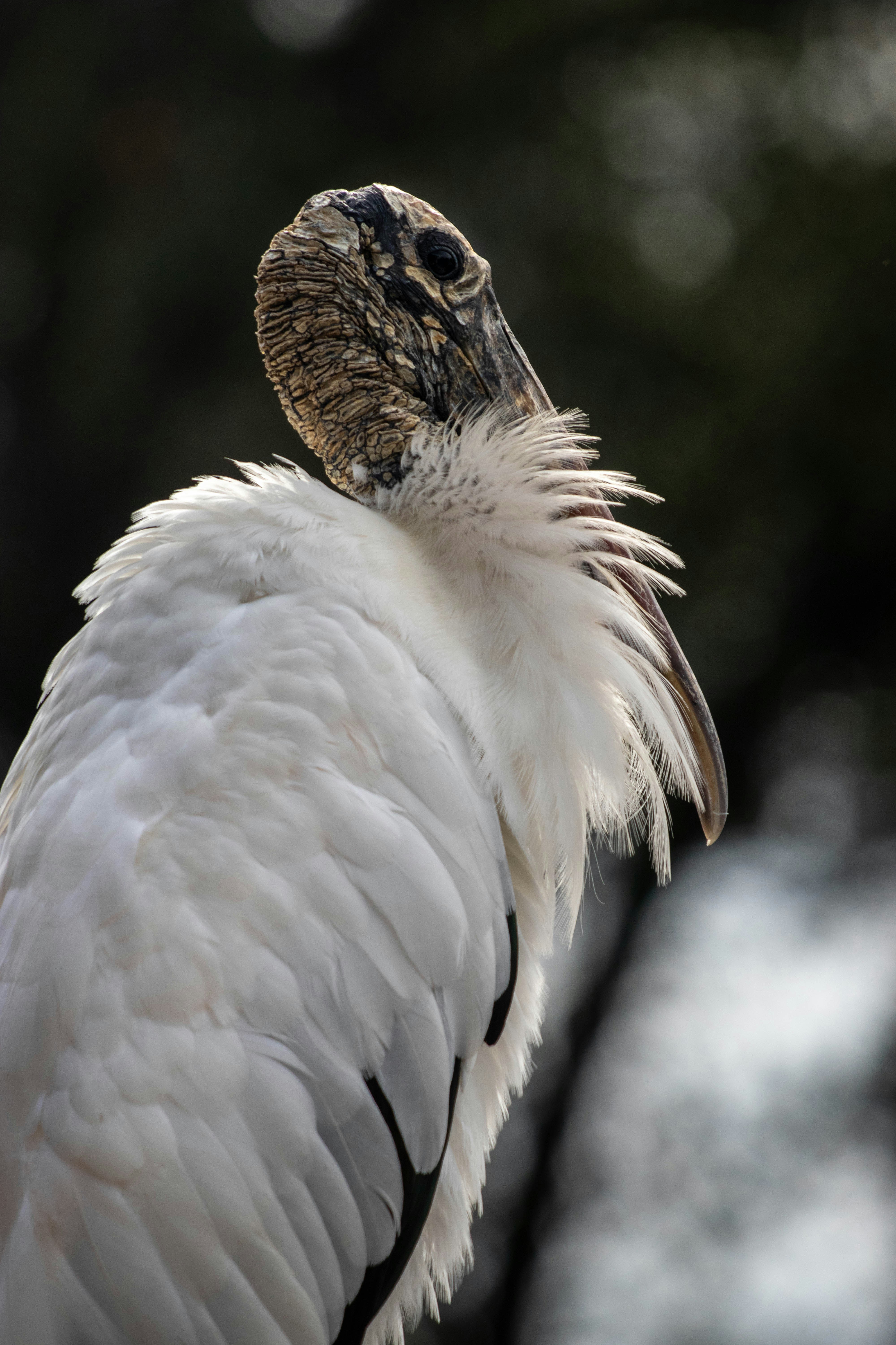 Tilted gaze: a close-up of a shaggy ibis against a soft background