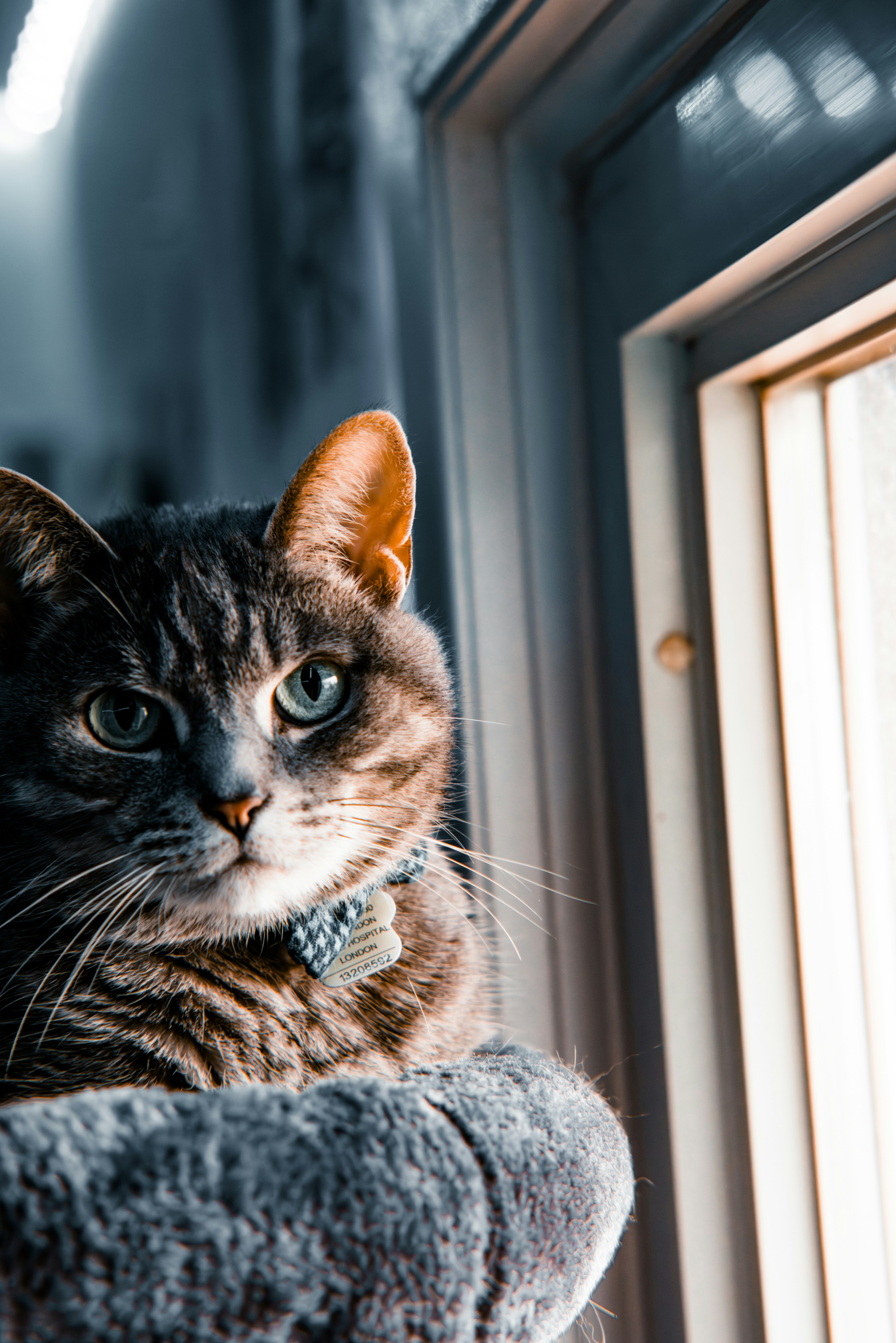 Amber-Eyed Tabby by the Window in Soft Afternoon Light