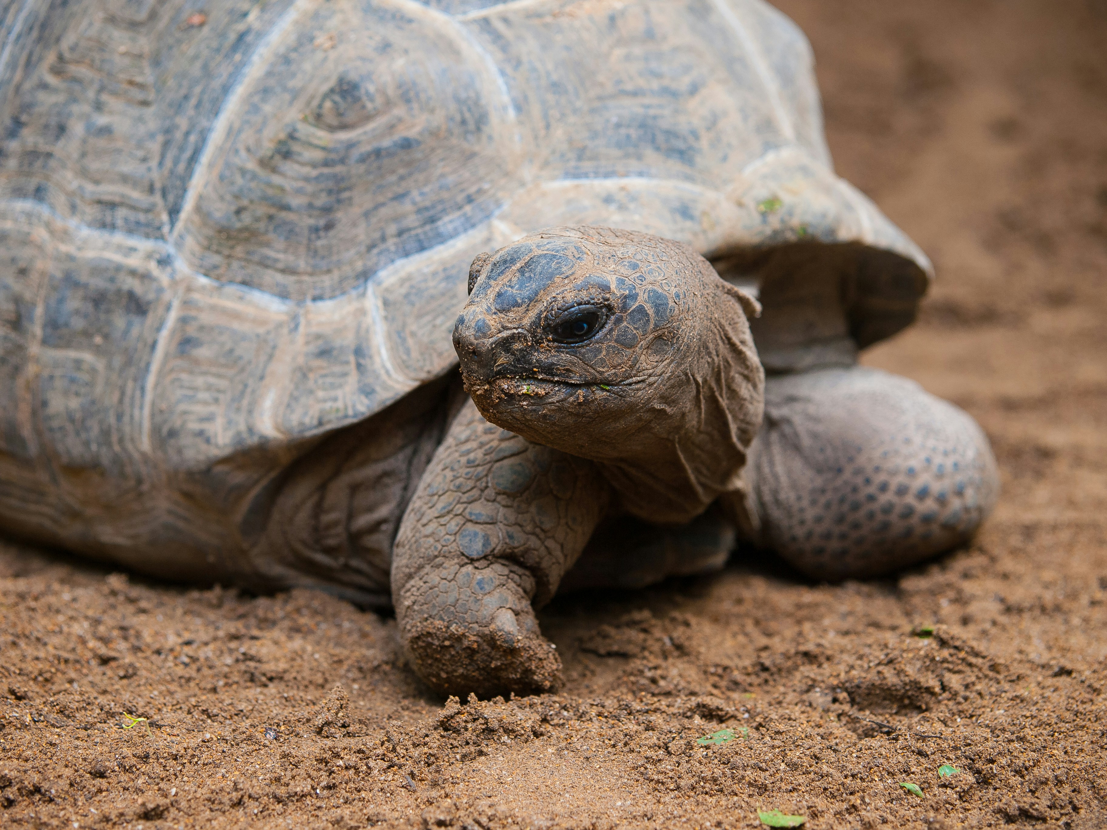 A close up of a turtle on a dirt ground photo – Free Animal Image on ...
