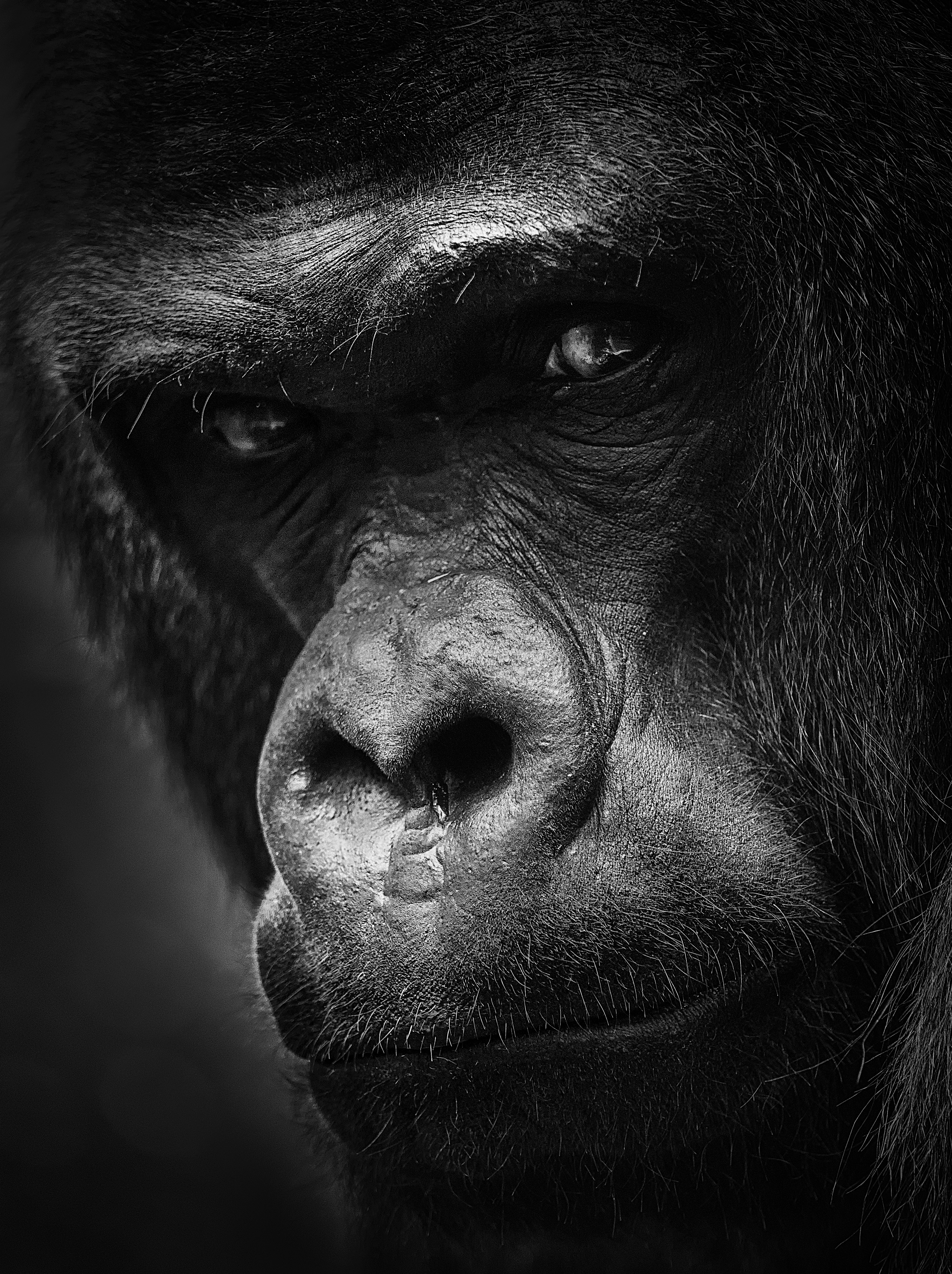 Western Lowland Gorilla | a black and white photo of a gorilla's face