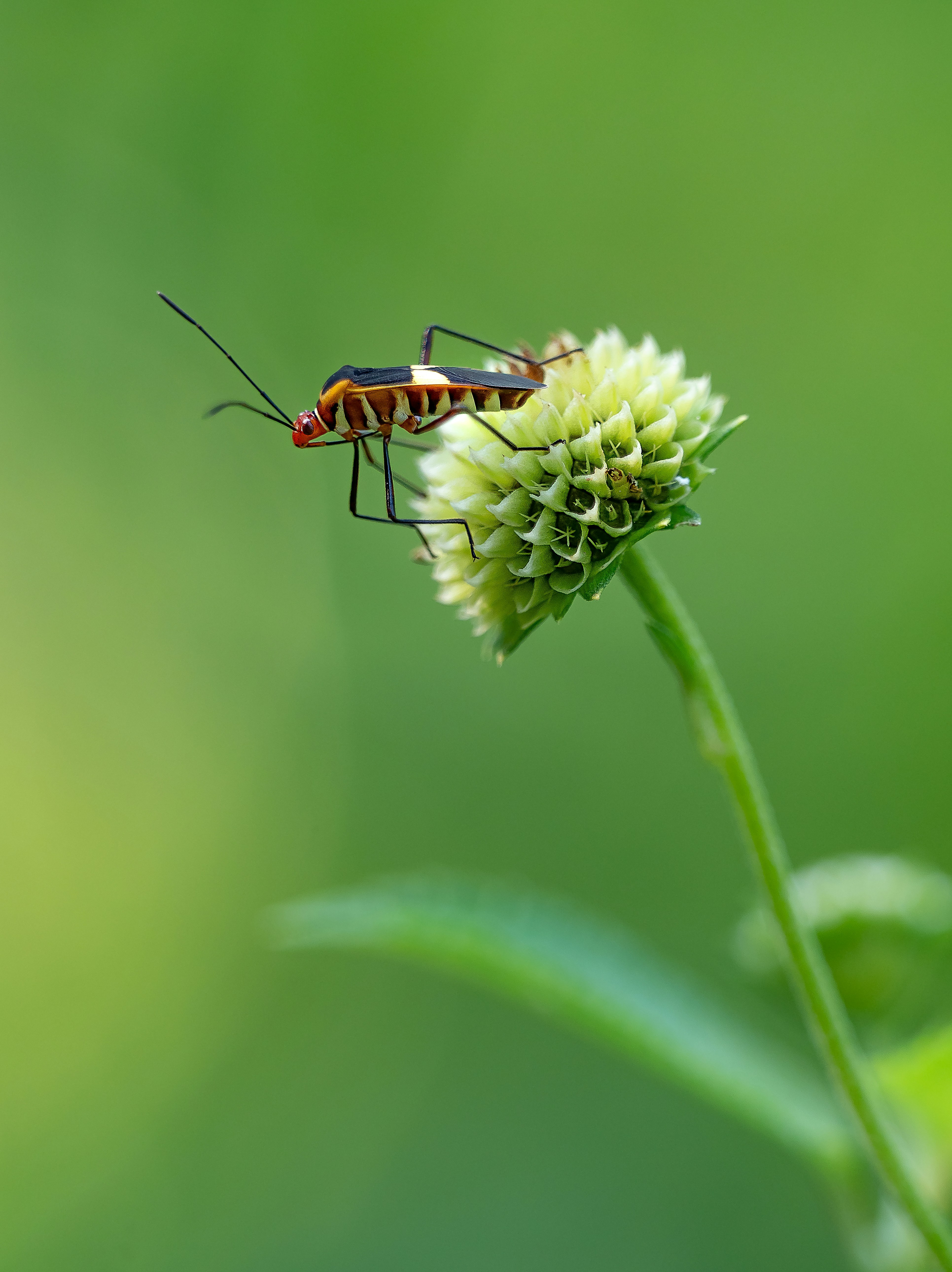 Red-Headed Insect on a Spiky Green Bloom: A Close-Up