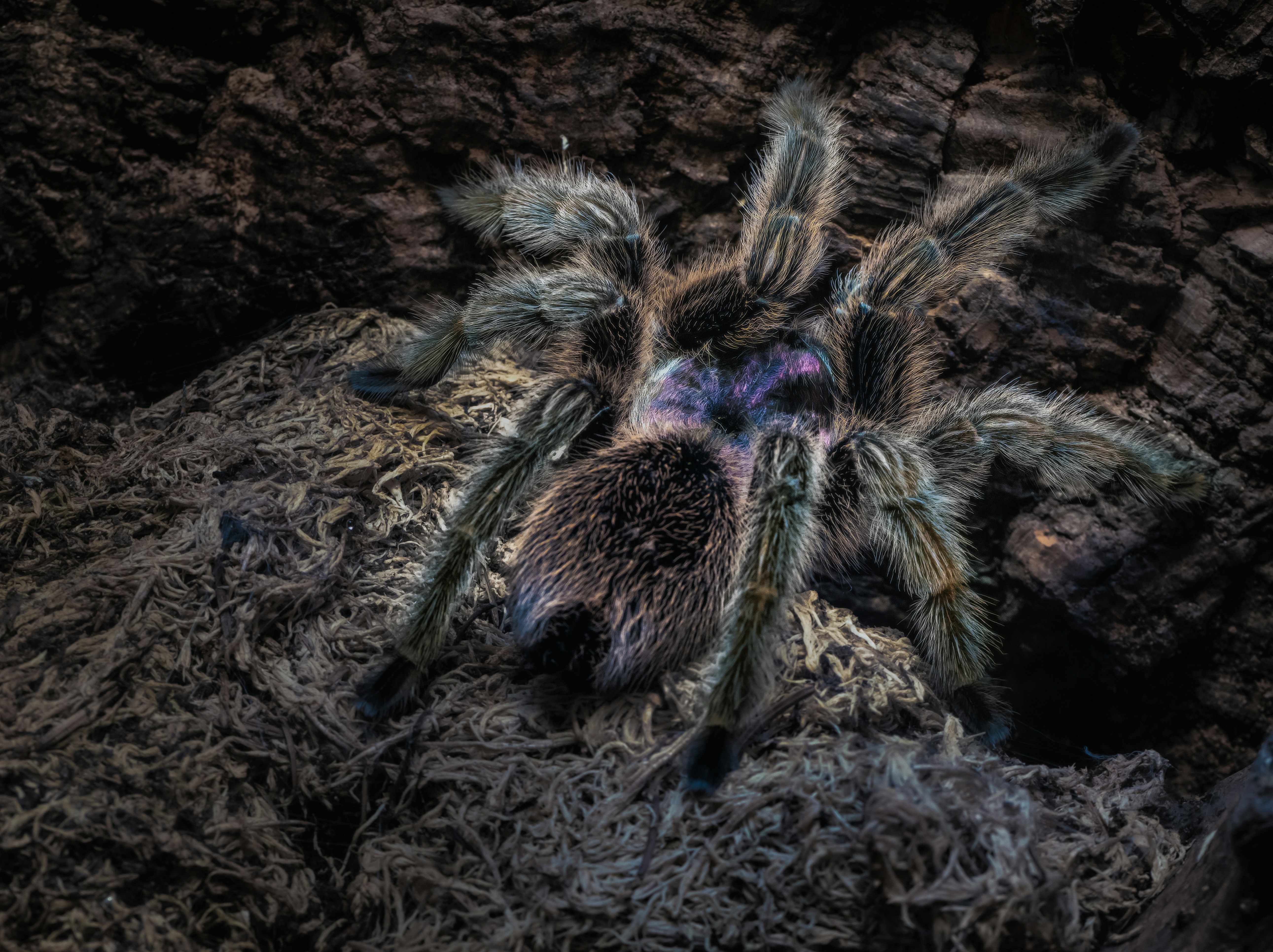 Chilean Rose Tarantula
