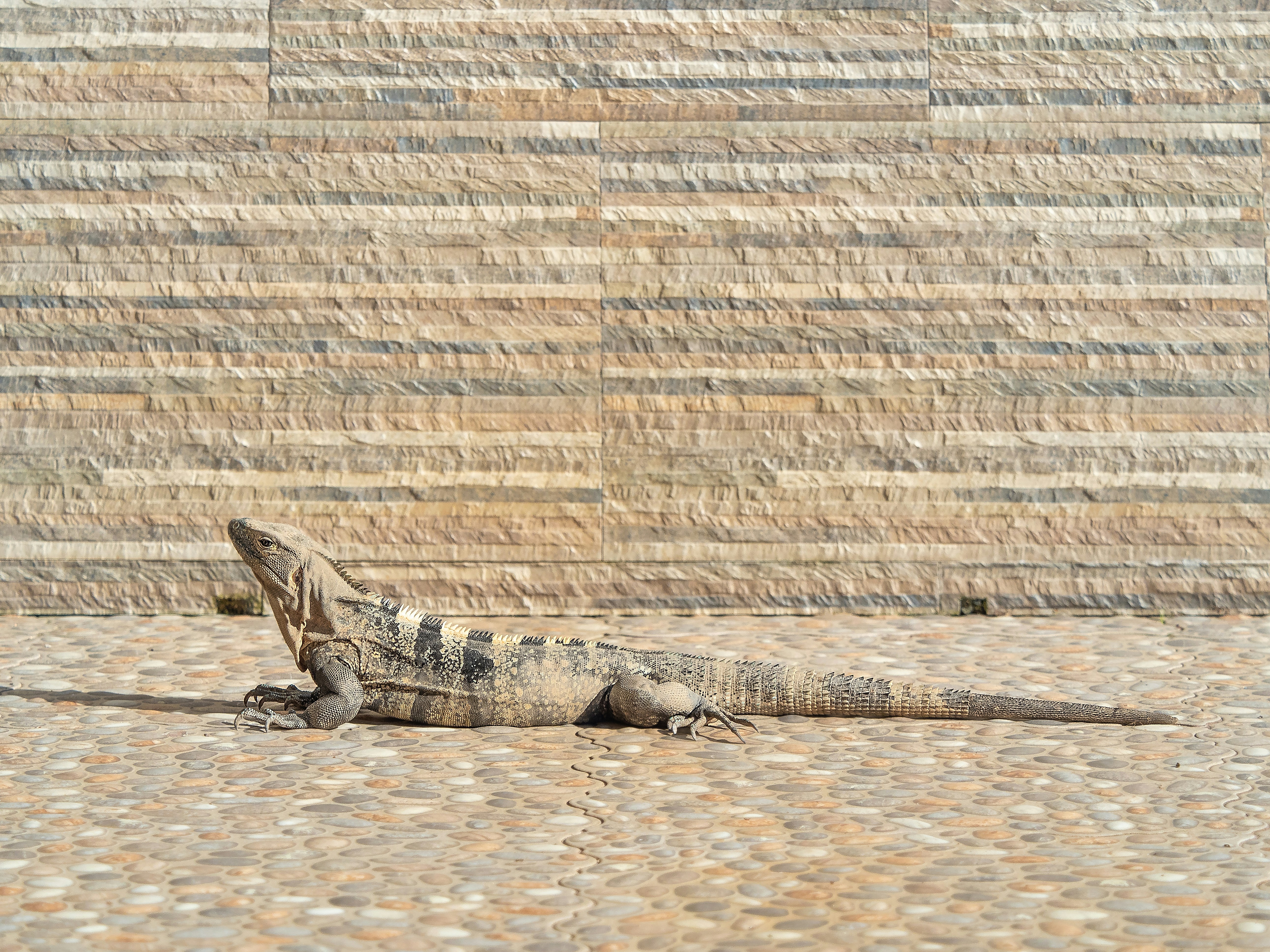 Sunlit Lizard on a Geometric Mosaic Terrace