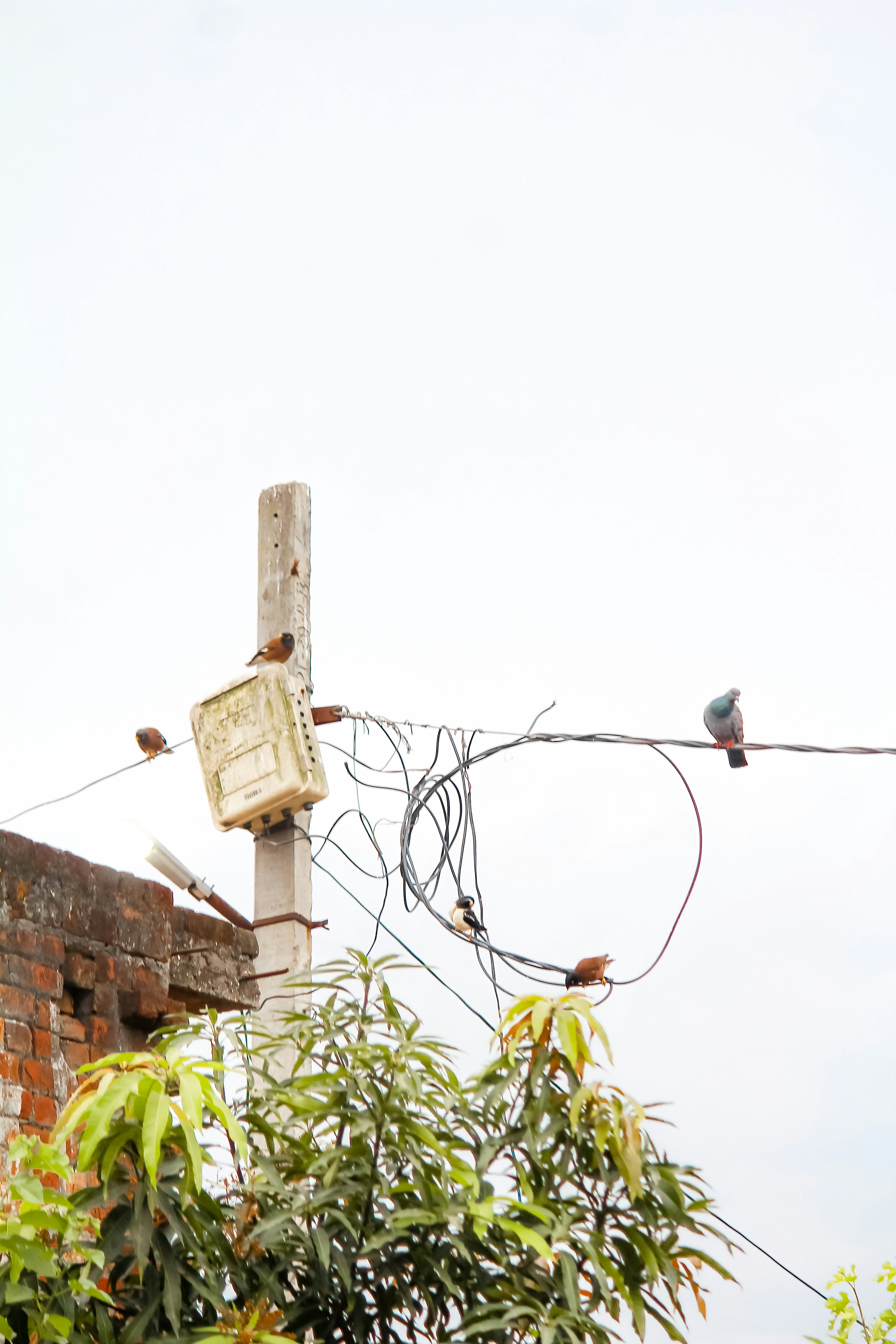 Wired Chorus: Pigeons Perched Above a Weathered Utility Pole