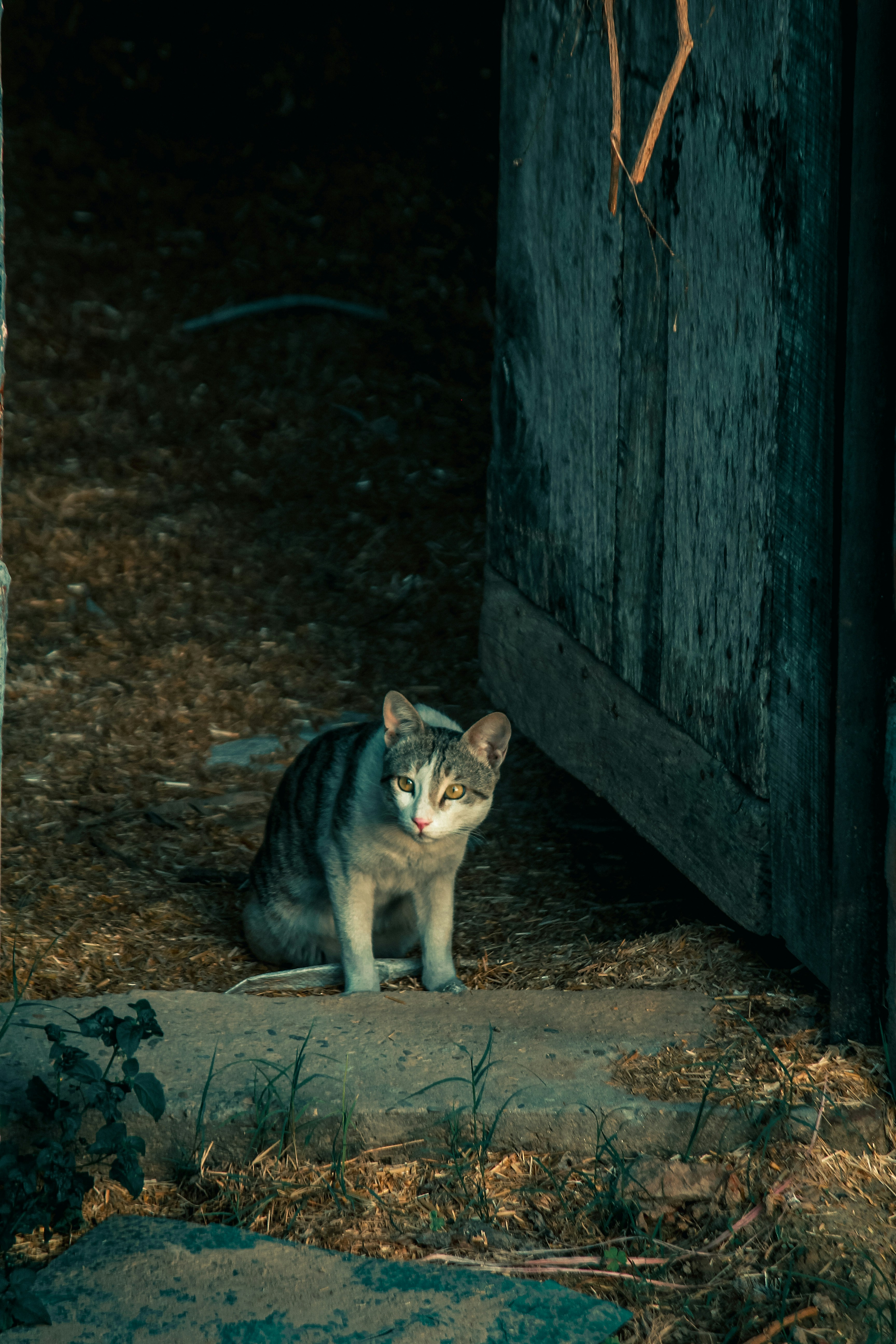 Whiskers at the Shed's Threshold: A Quiet Moment in Dappled Light