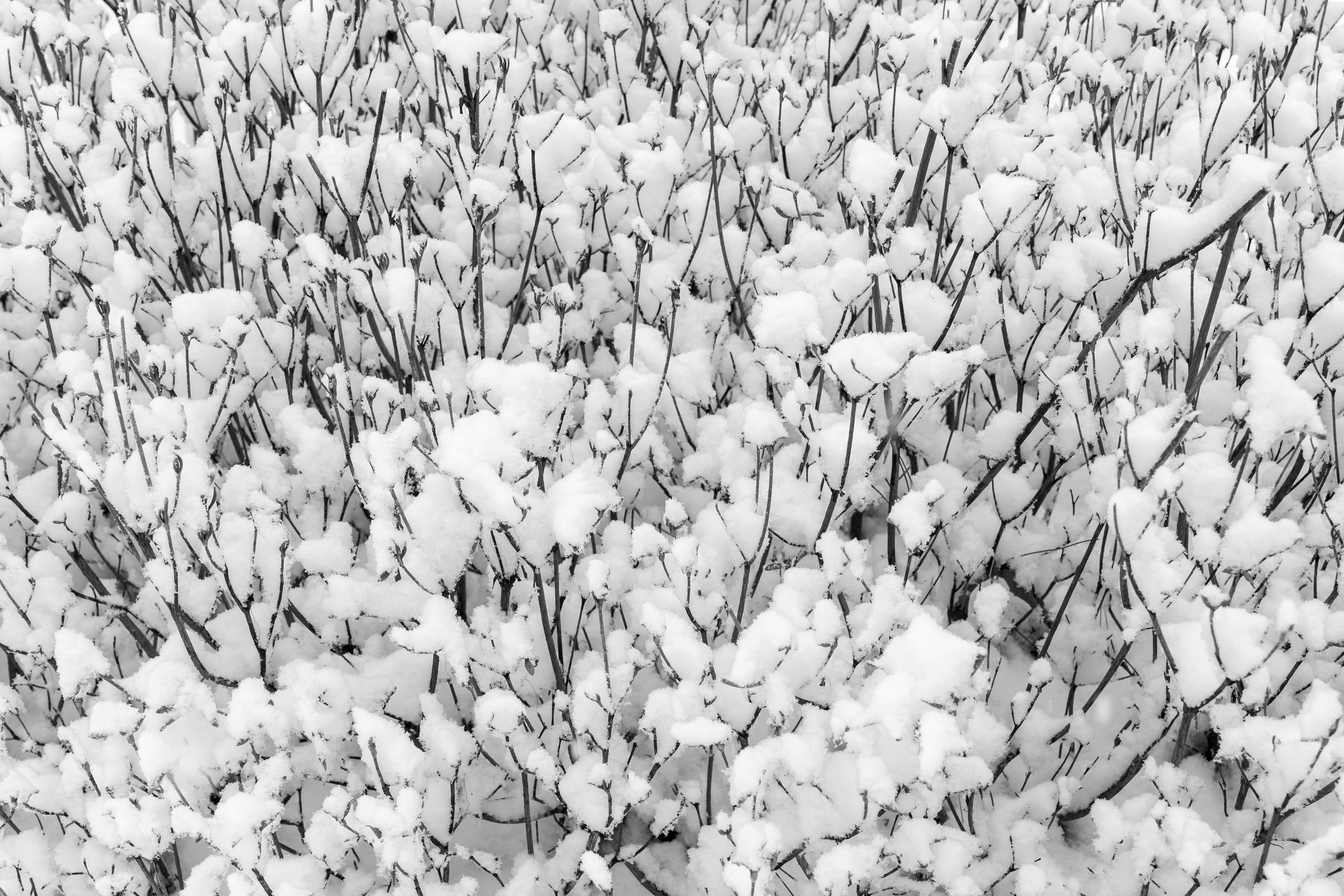 A black and white photo of snow covered plants photo – Free Snow Image ...