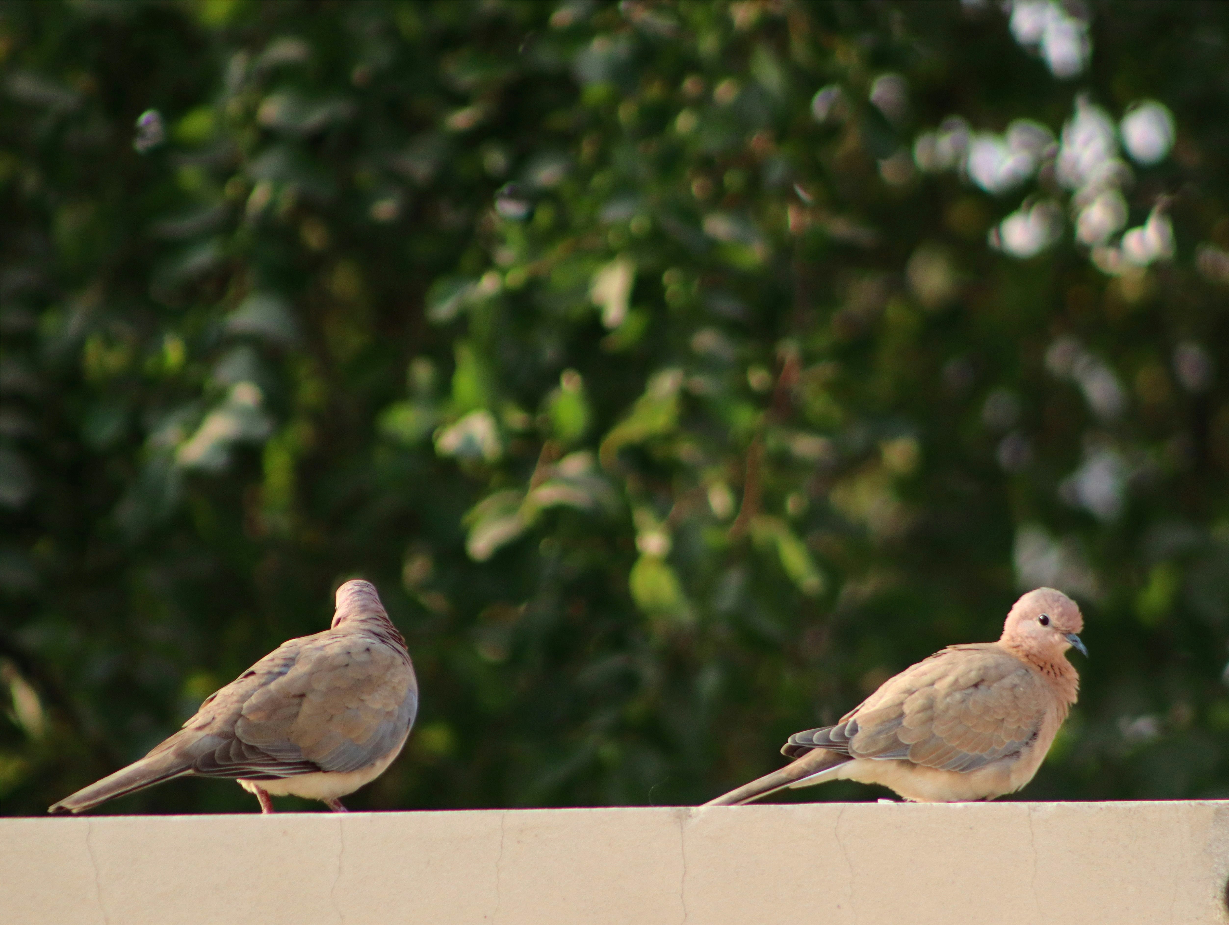 Parapet Pair: Doves on a Sunlit Ledge with a Velvet Green Backdrop