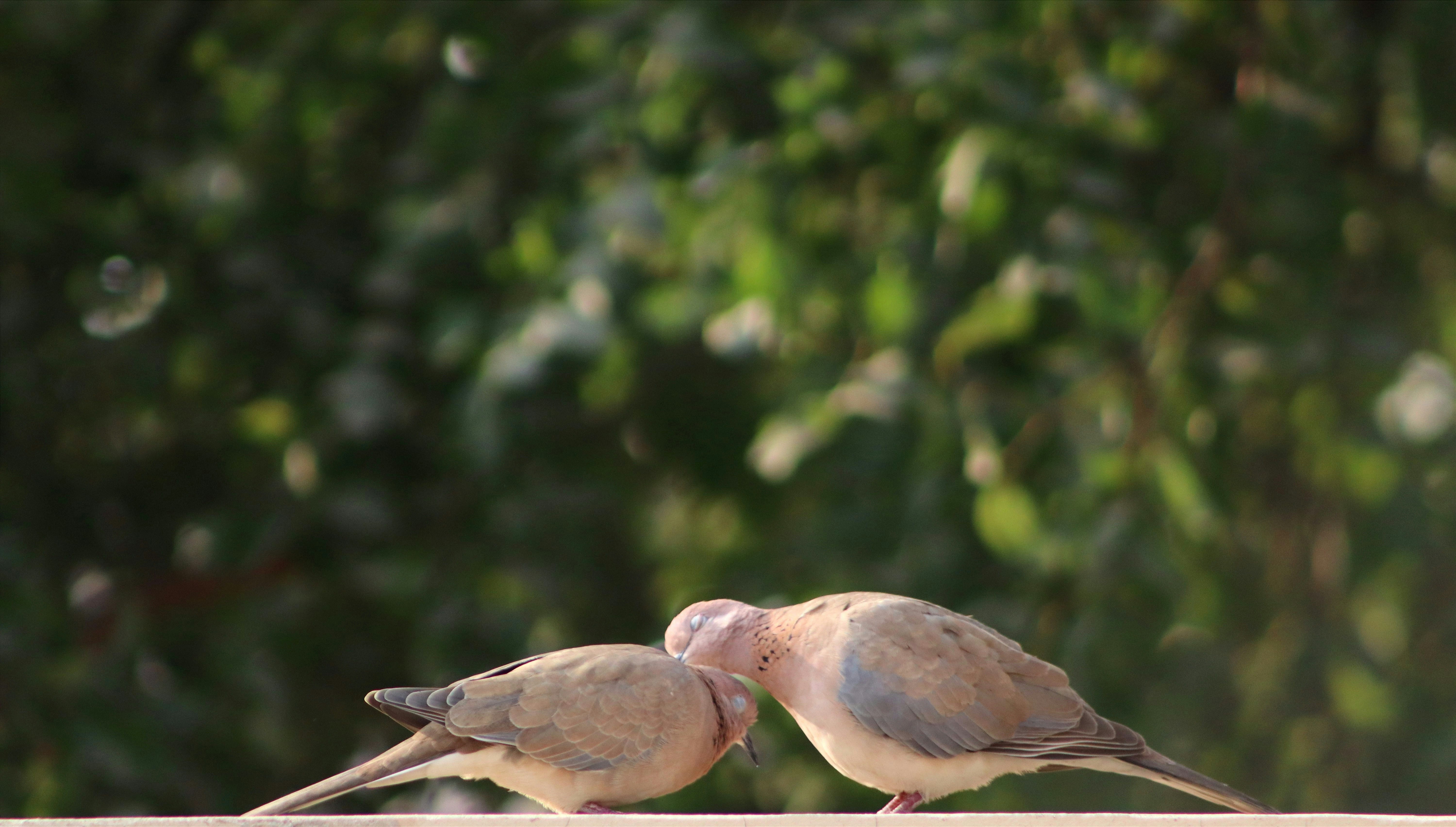 Beak-to-Beak Moment on a Sunlit Railing