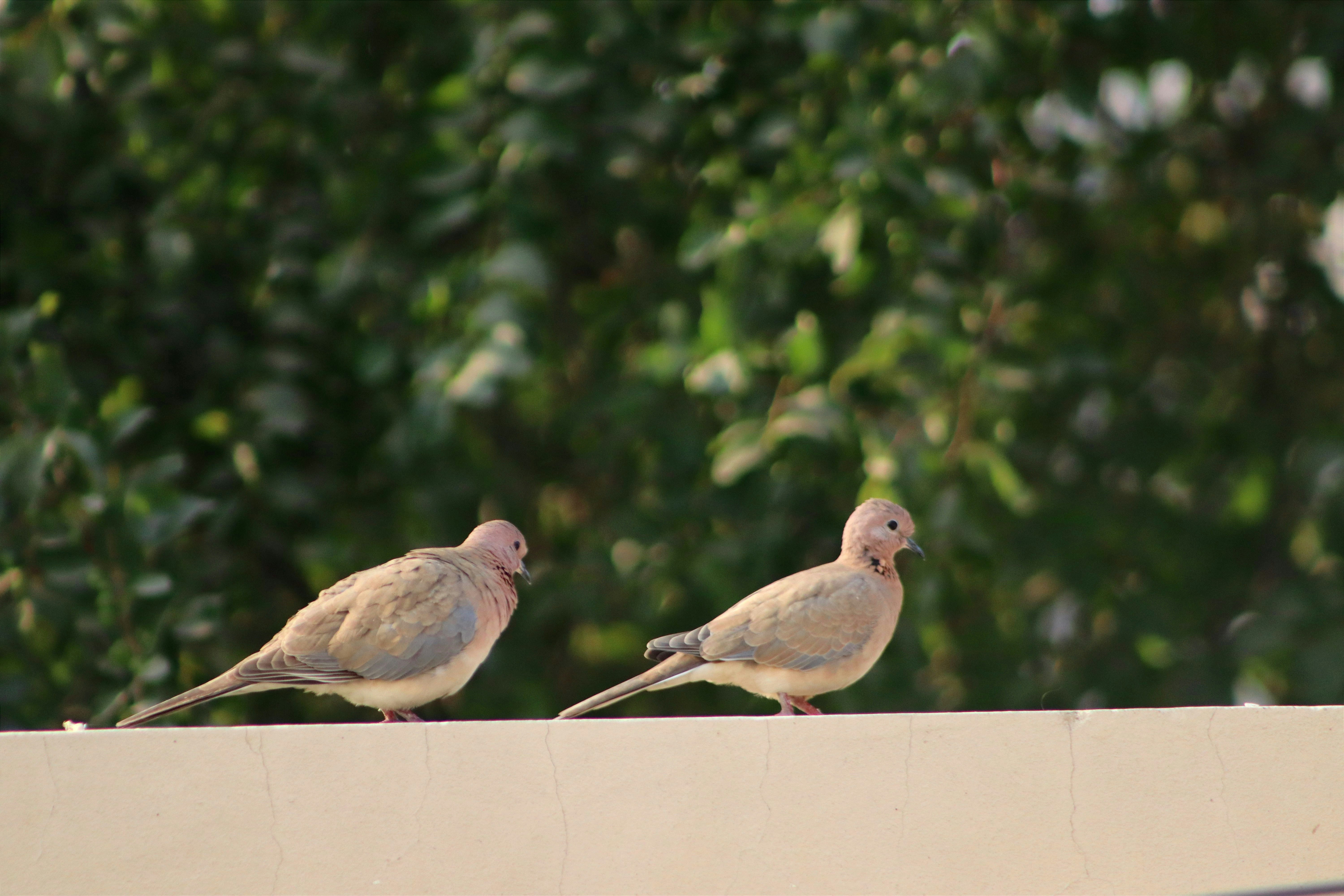 Two Doves on a Concrete Rail Under a Velvet Green Canopy