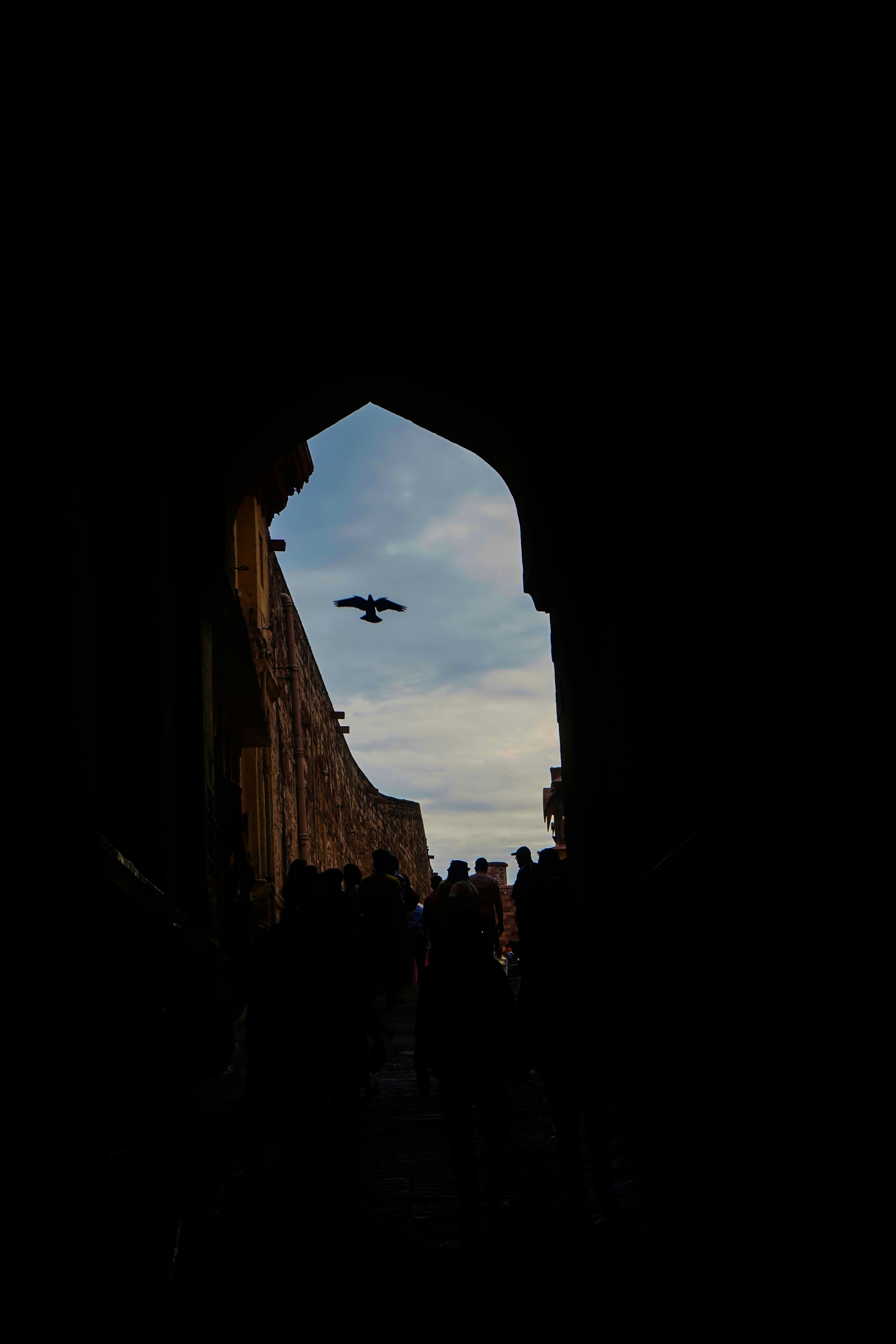 Archway of Contrast: A Bird Crossing the Light