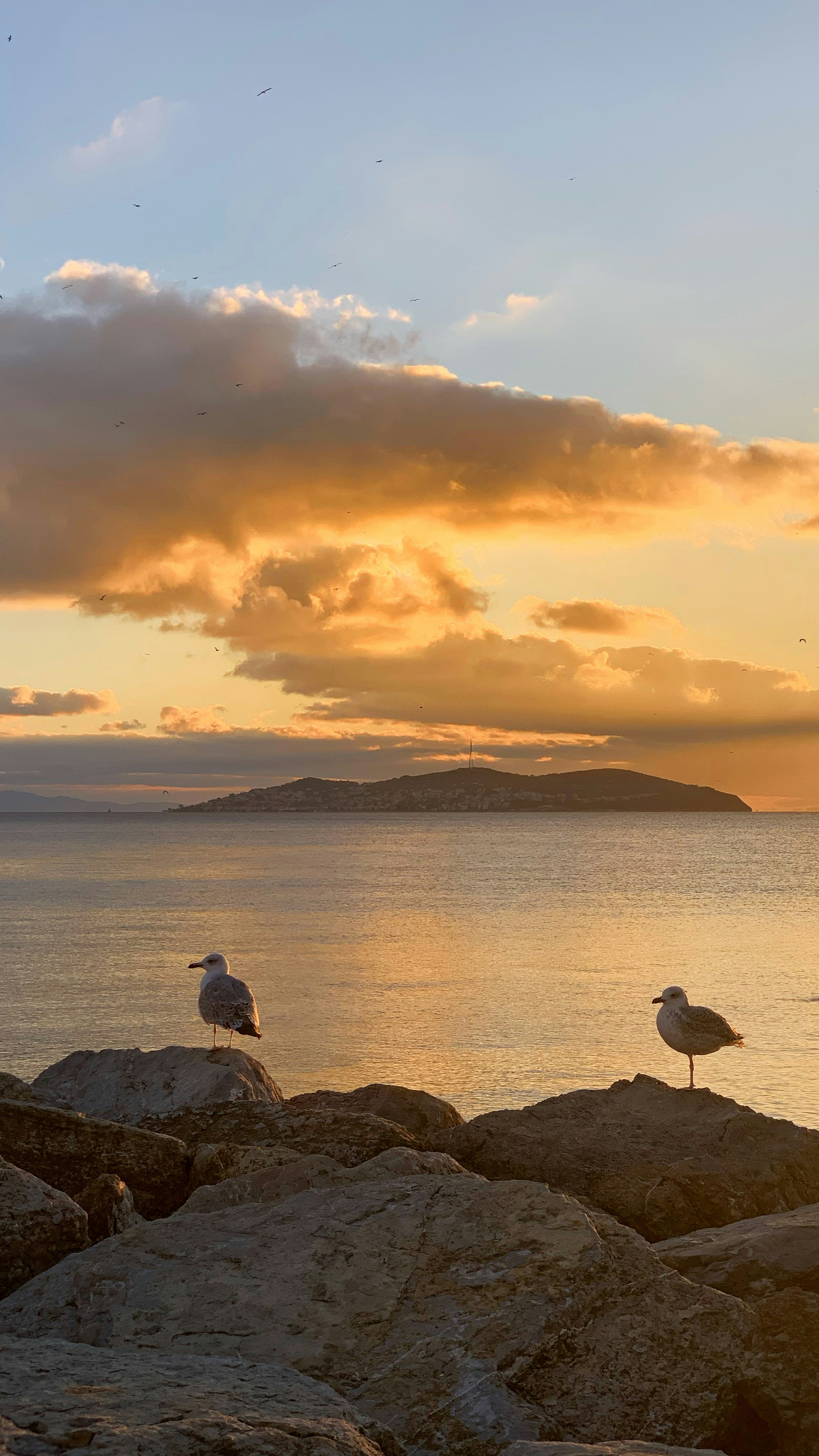 Two Seabirds at Dusk on Rugged Rocks Beneath a Golden Sea
