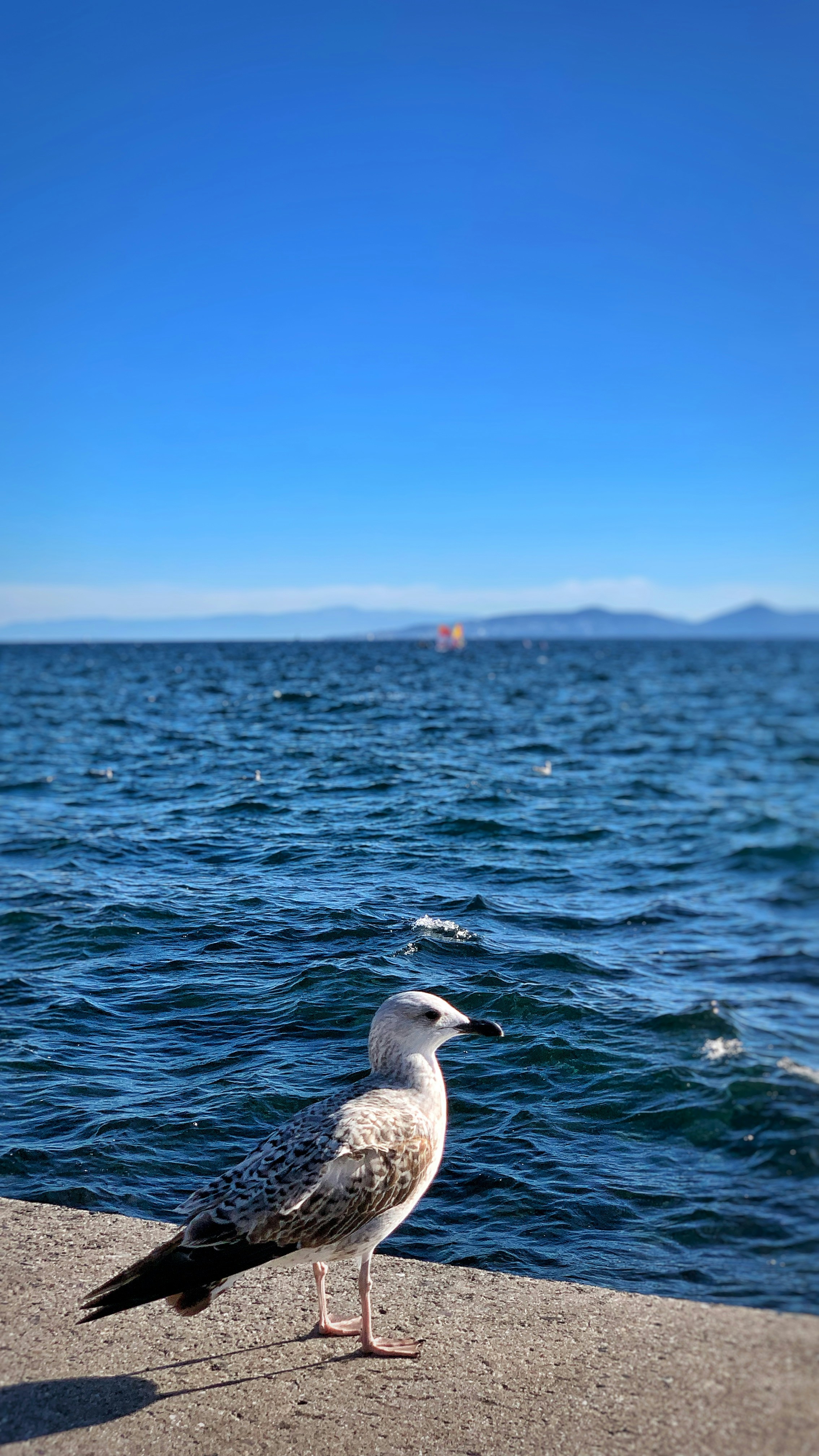 A seagull stands gracefully on a concrete ledge, overlooking the shimmering waves of a tranquil sea under a clear blue sky.