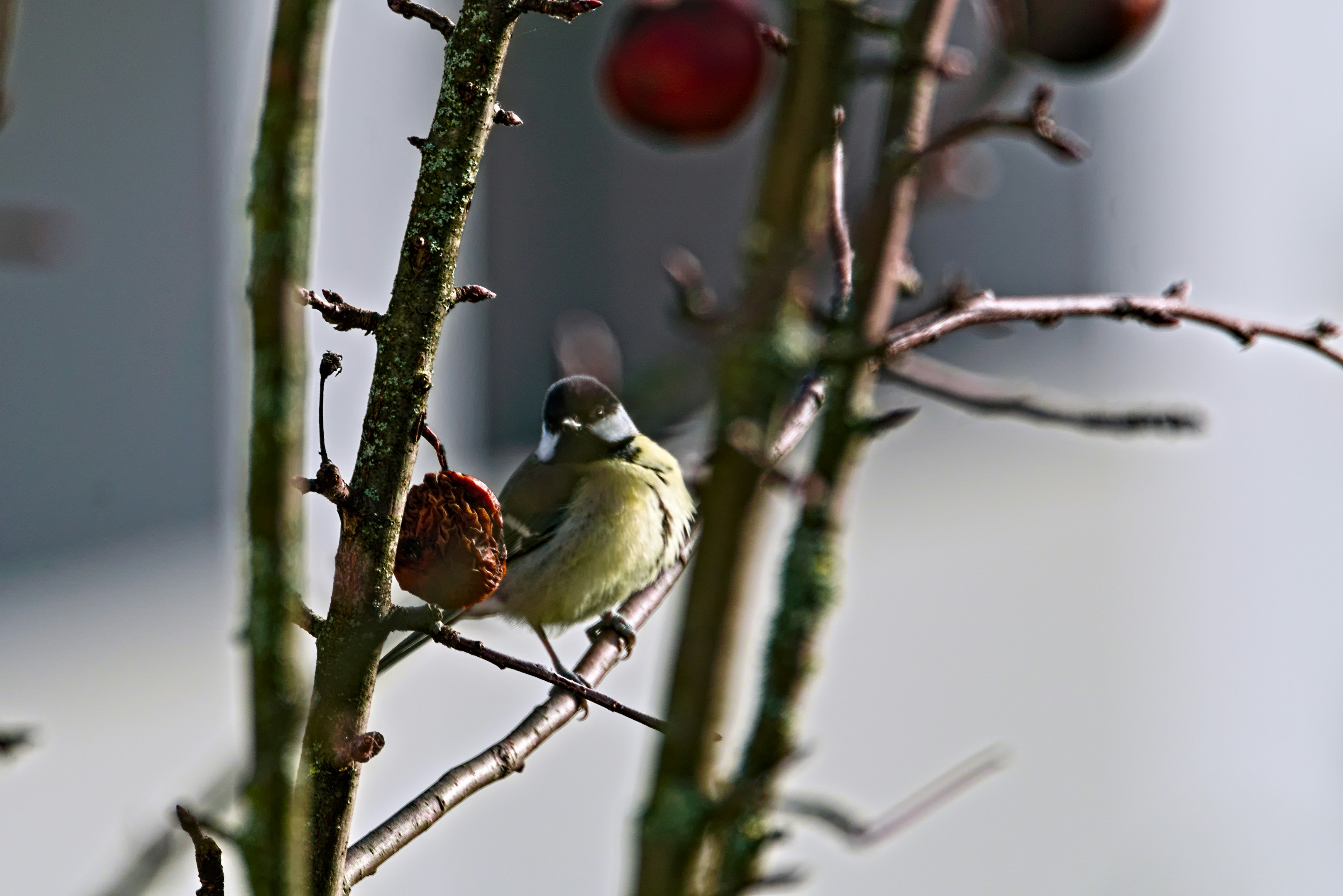 Verdant Ember: a small bird perched among bare branches