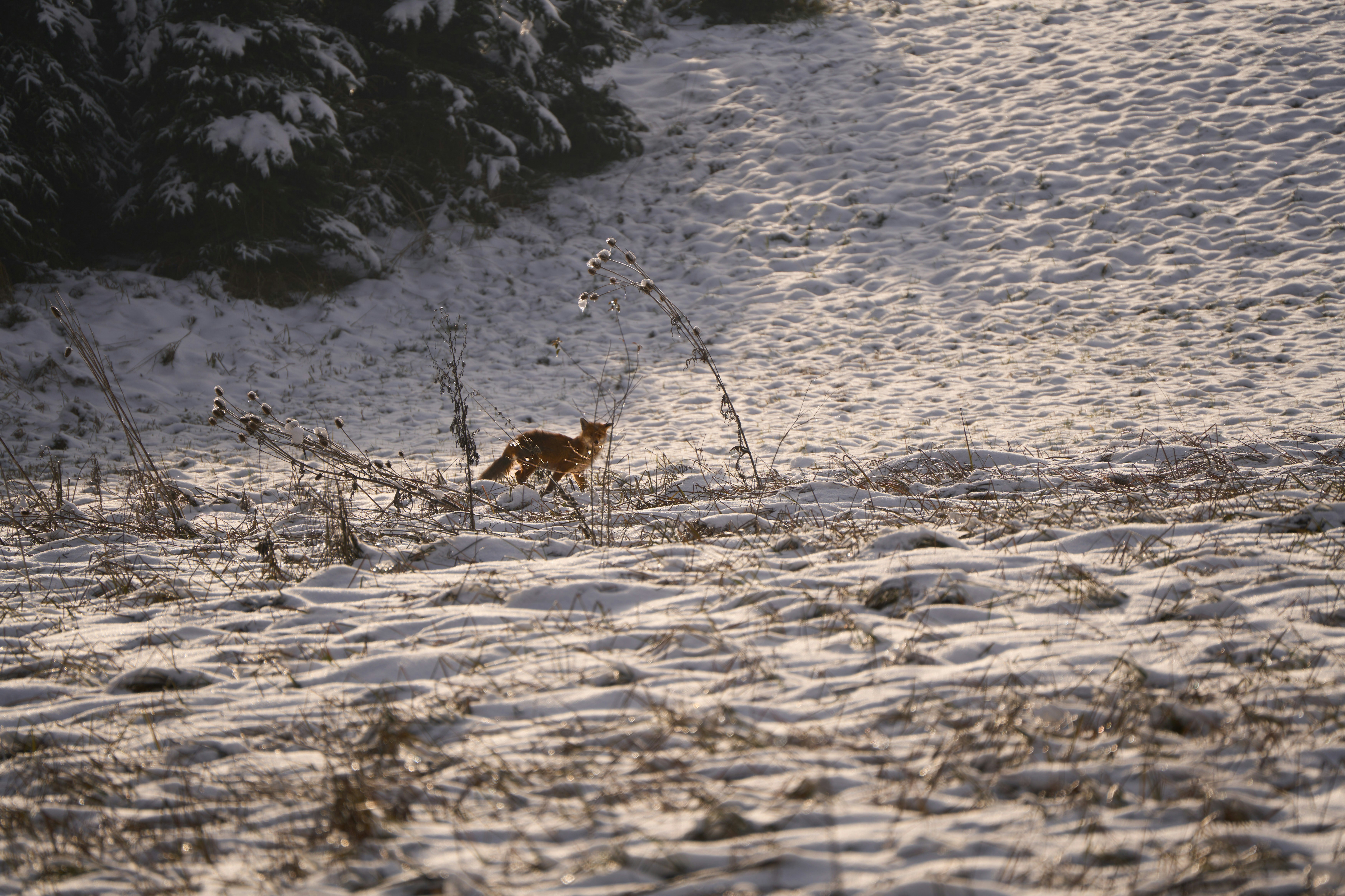 A Lone Fox Crosses a Sunlit Snowfield