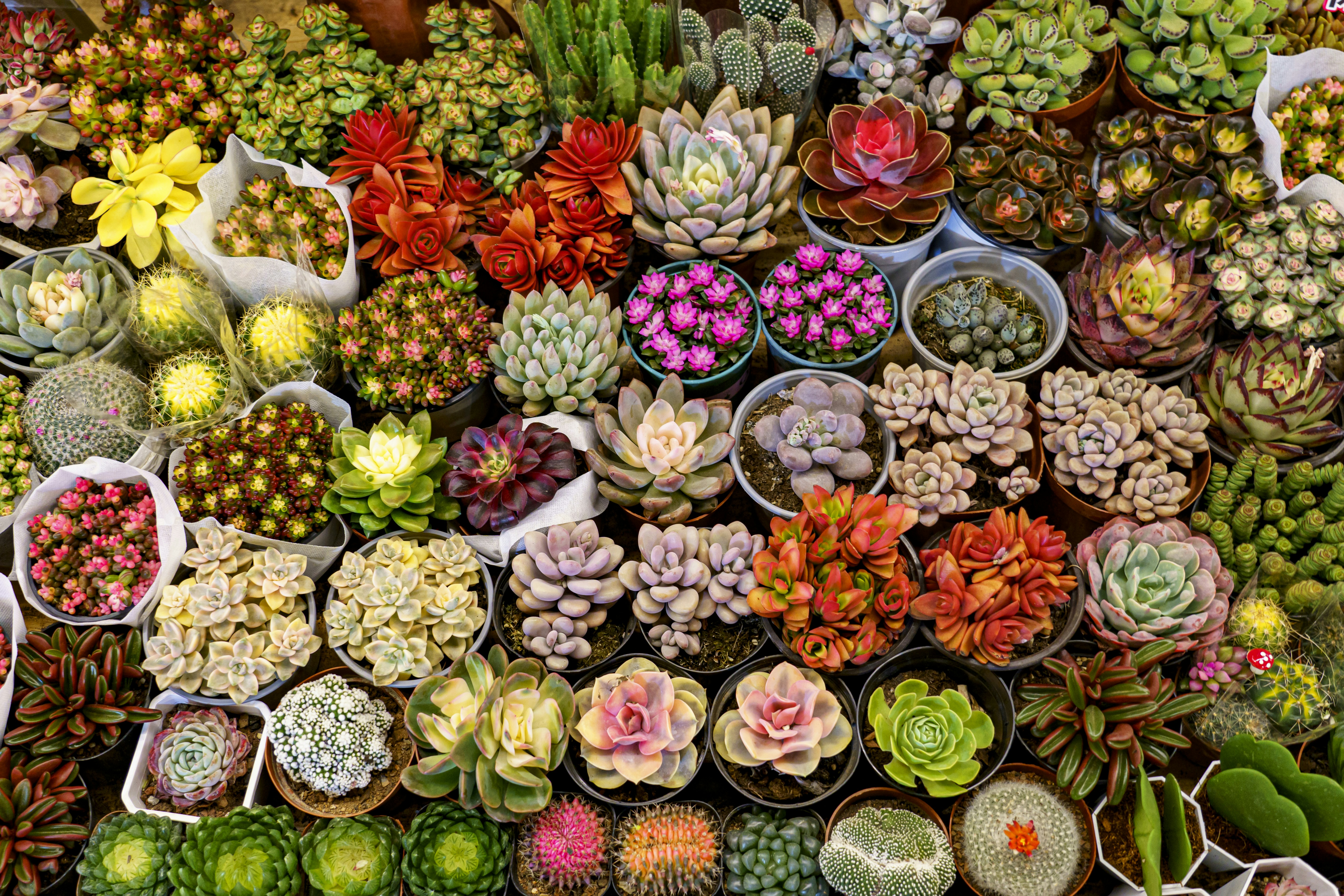 Rosette Mosaic: A Top-Down Parade of Tiny Succulents