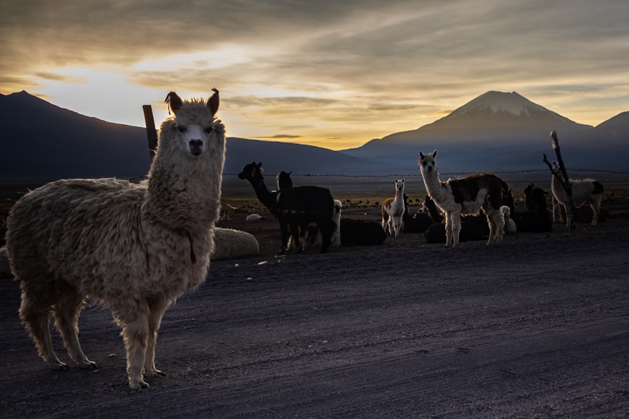 Altiplano: Geography, Altitude, Climate & Facts | Geography Worlds