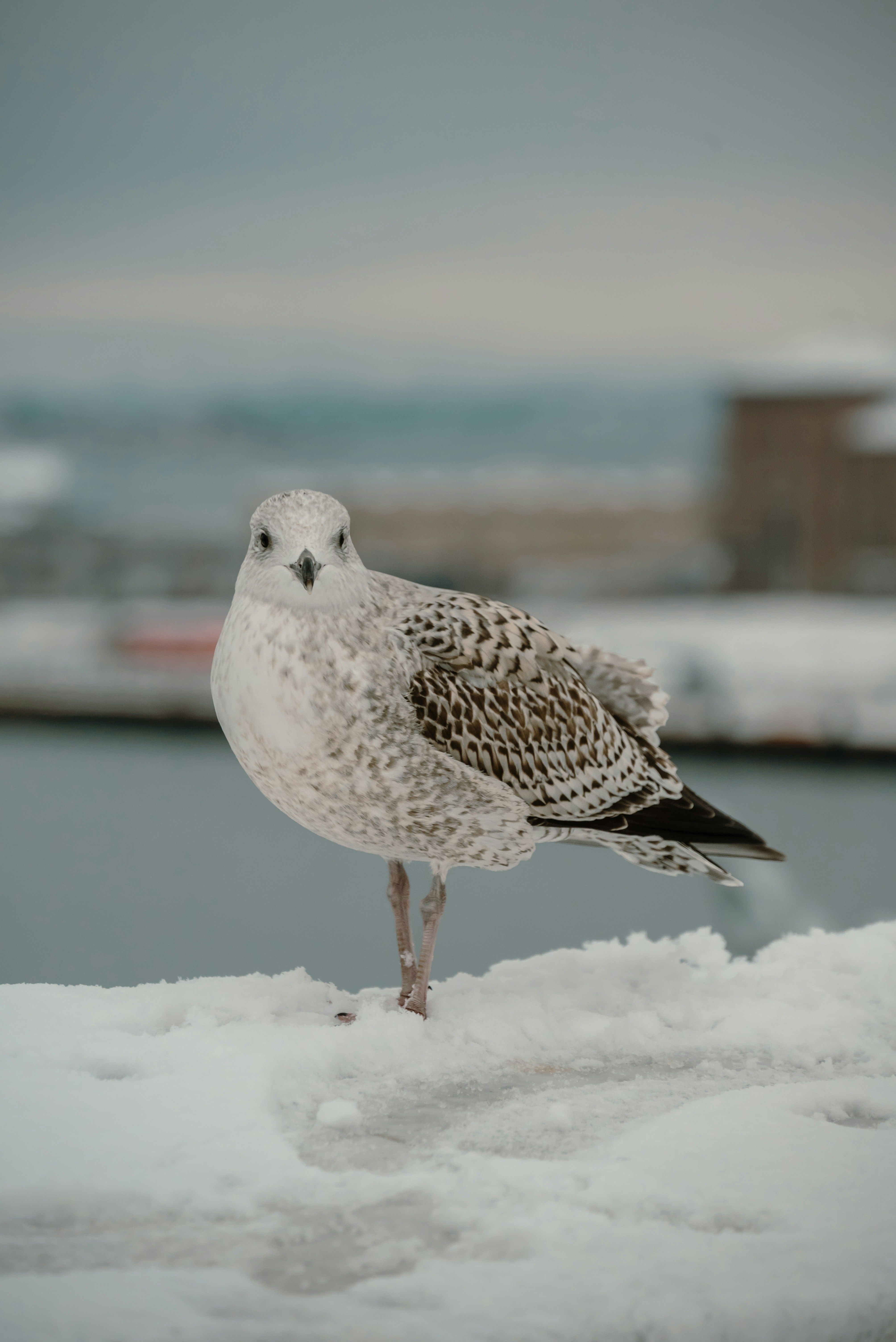 Winter Sentinel: A Snow-Dusted Gull Stands Watch by the Harbor