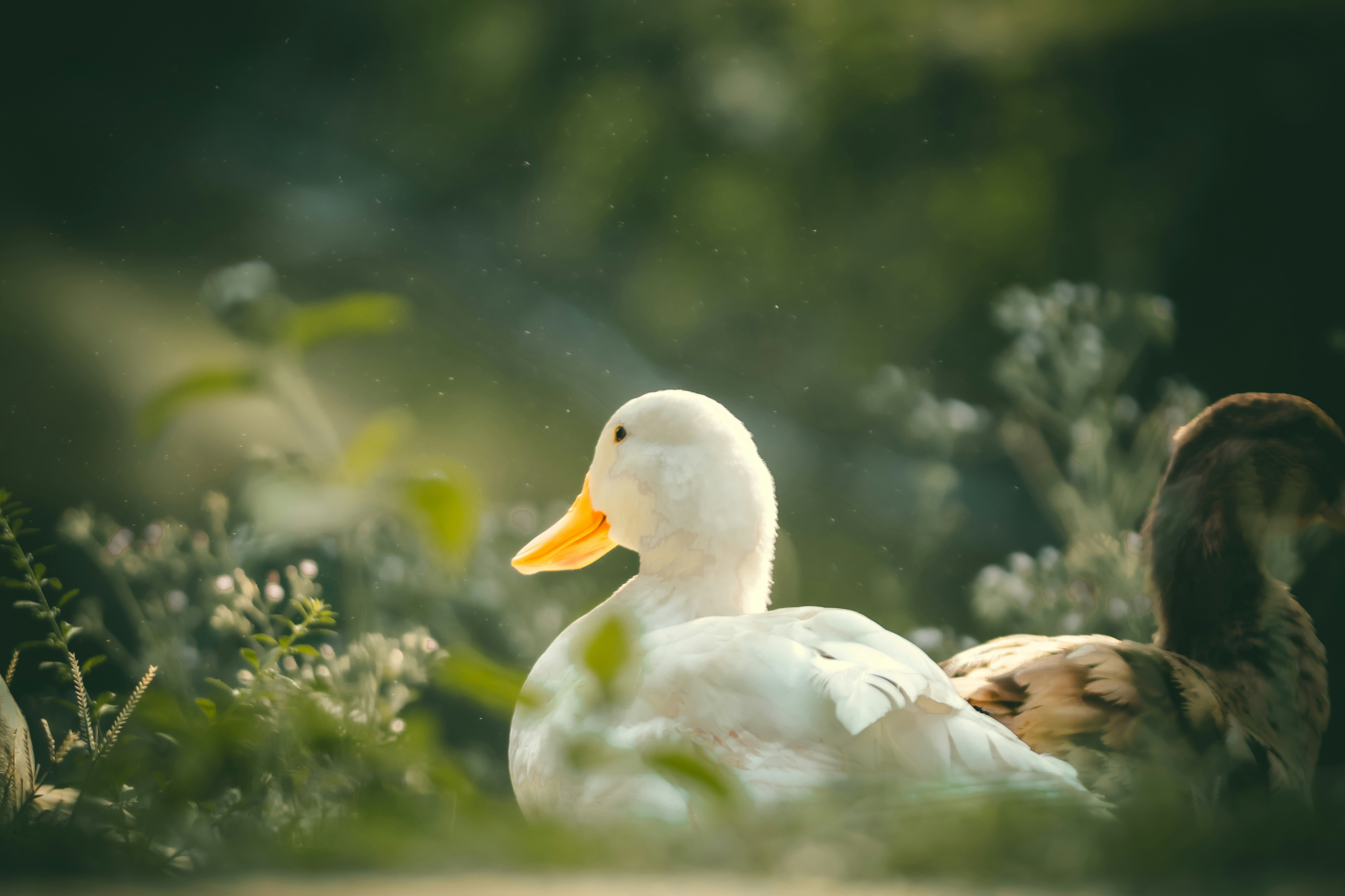 Dappled Light on a White Duck in a Quiet Garden