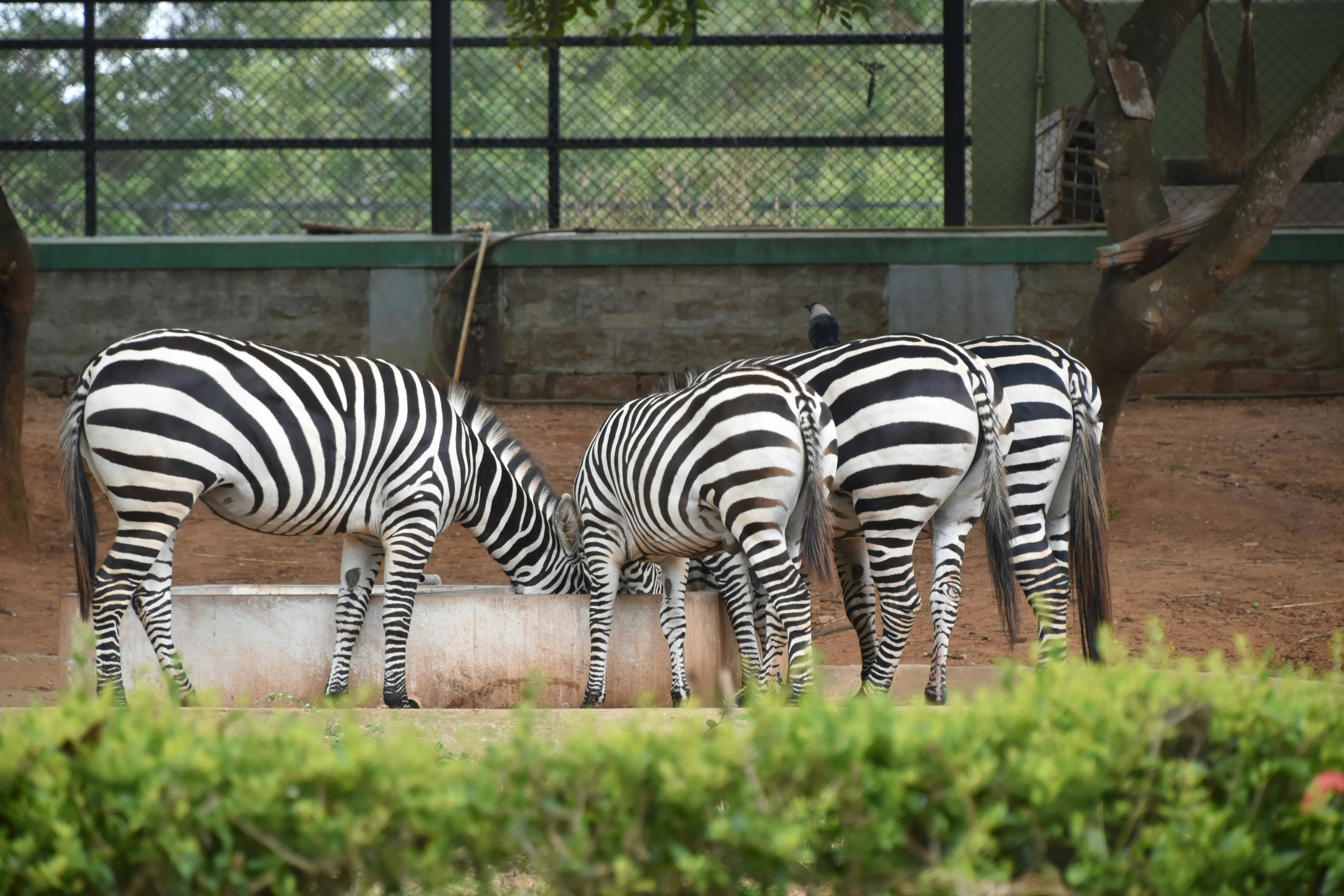 Stripe Assembly at a Concrete Trough Behind a Green Fence