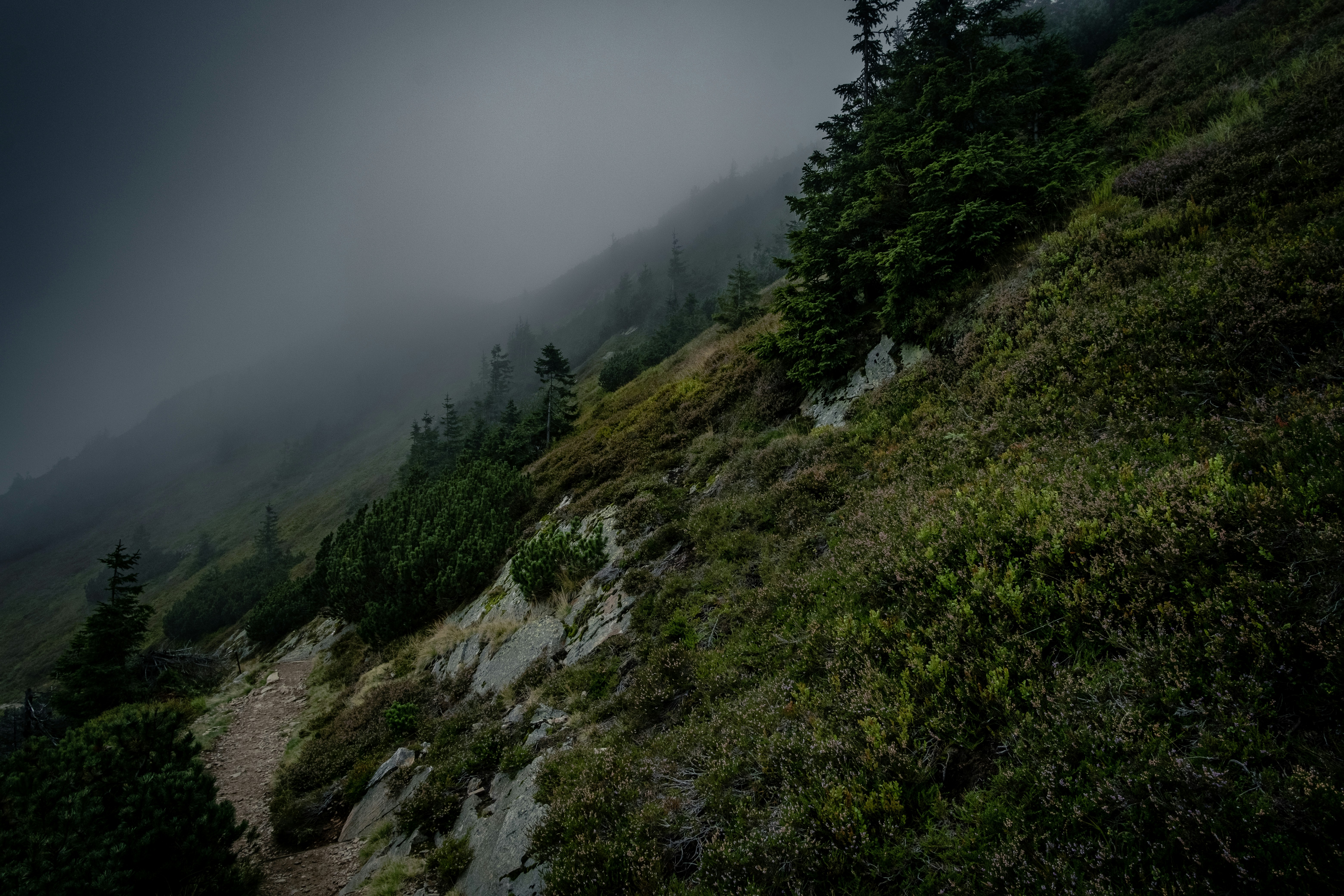 A dark and foggy mountain with trees on the side photo – Free Grey ...