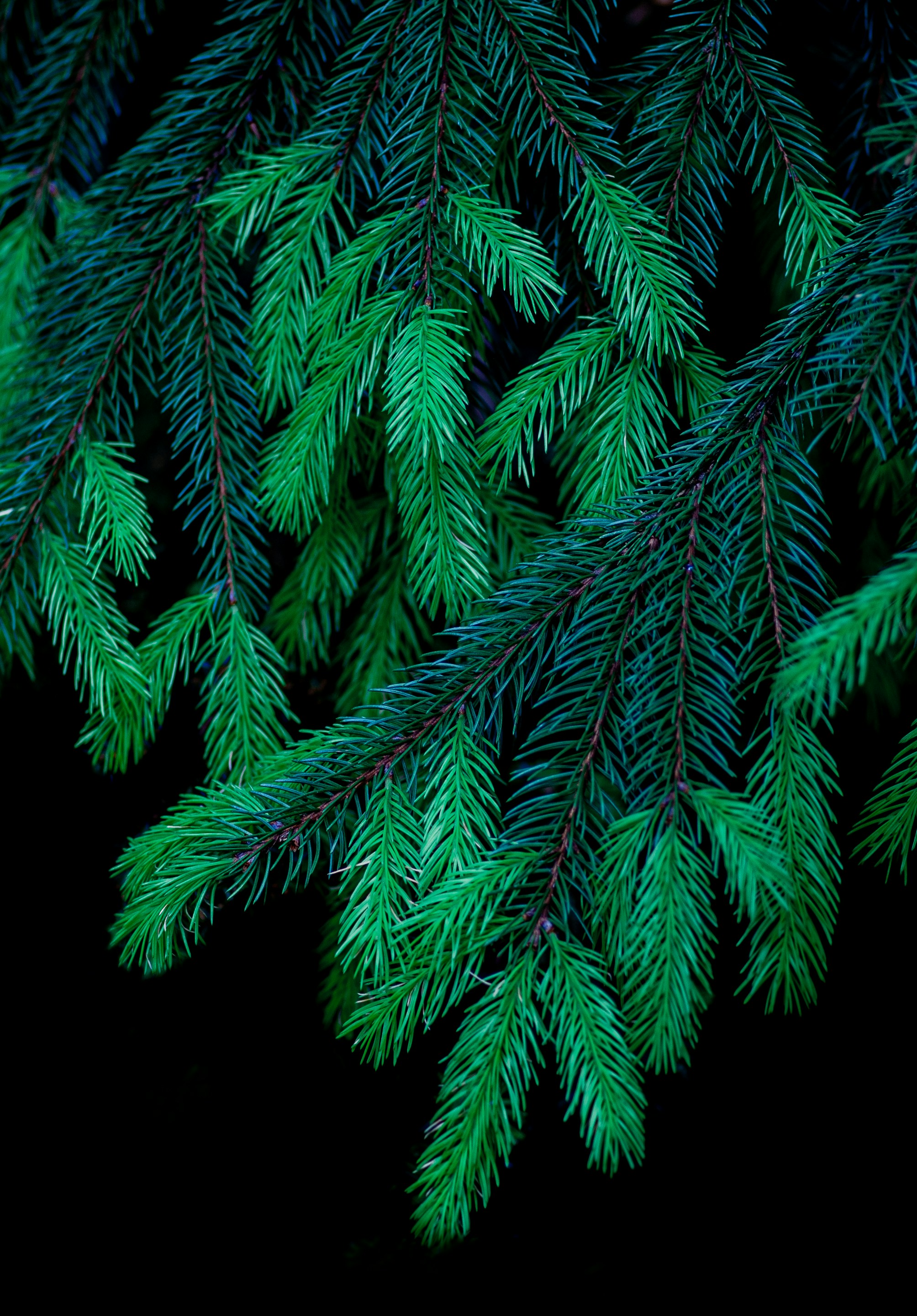 A close up of a pine tree branch photo – Free Spring Image on Unsplash