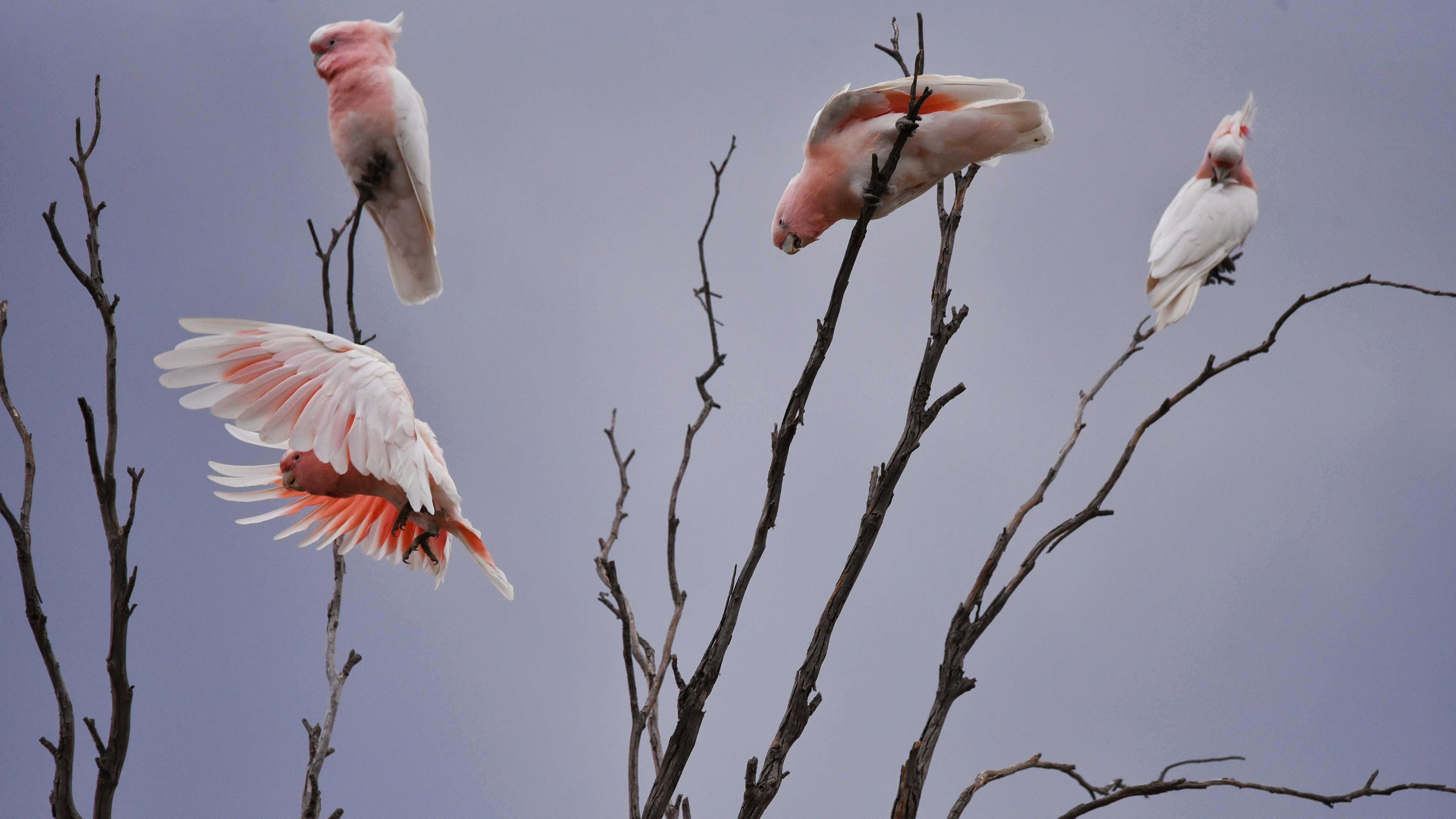 Flight Above the Pale Blue: Pink-Crest Cockatoos on Bare Branches