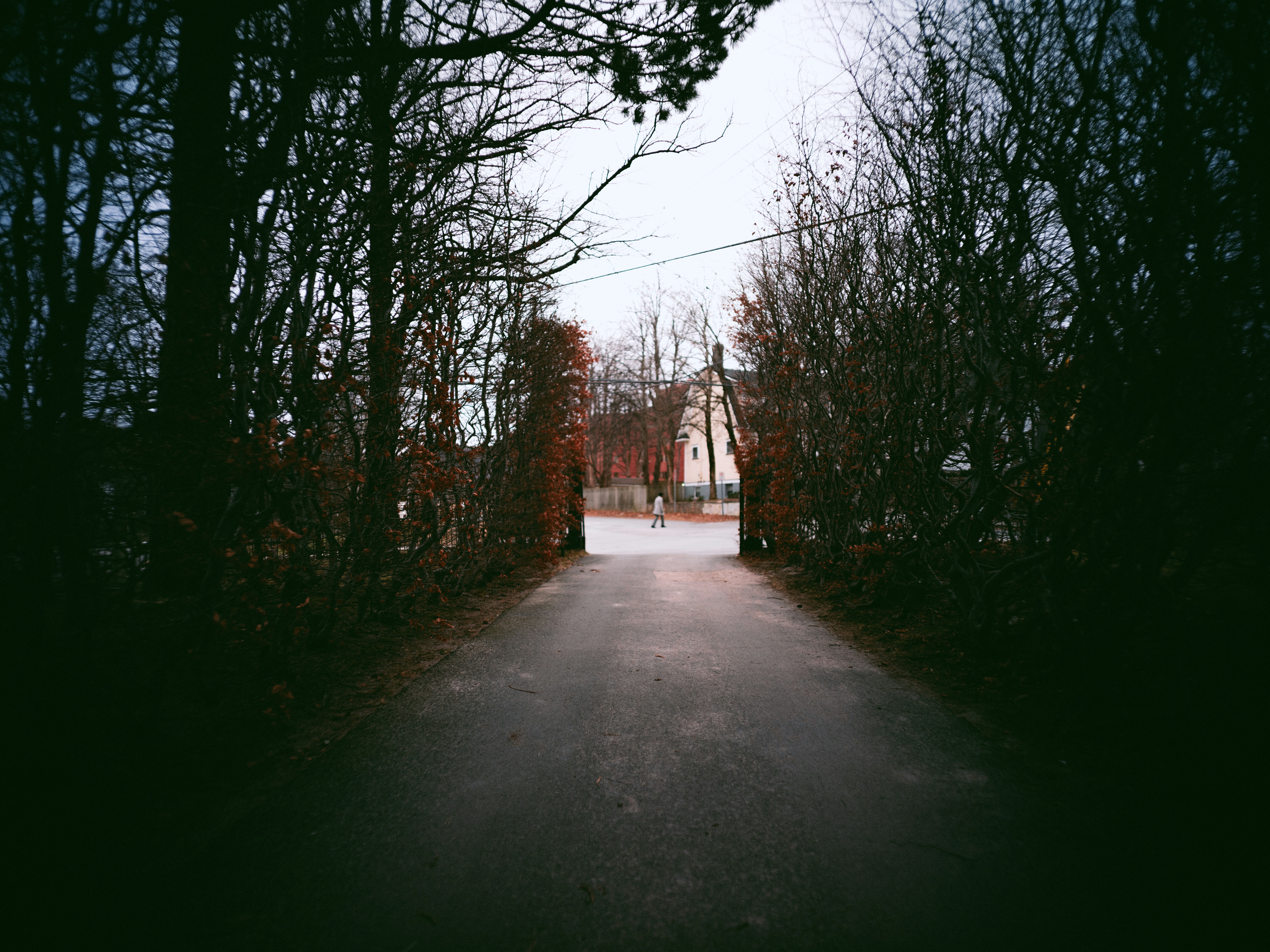A road surrounded by trees with a person walking in the distance photo ...