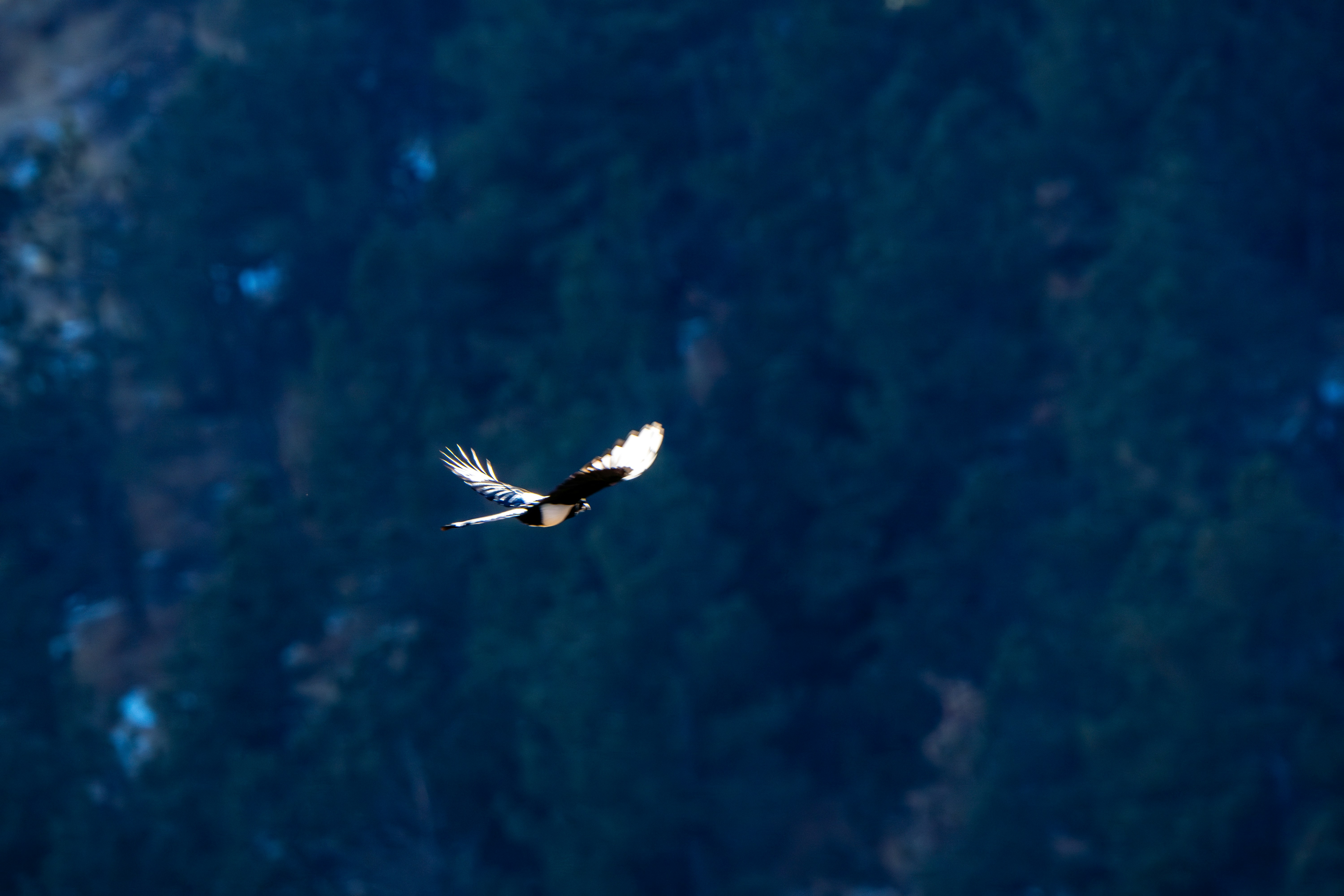 Winged silhouette over a cobalt forest