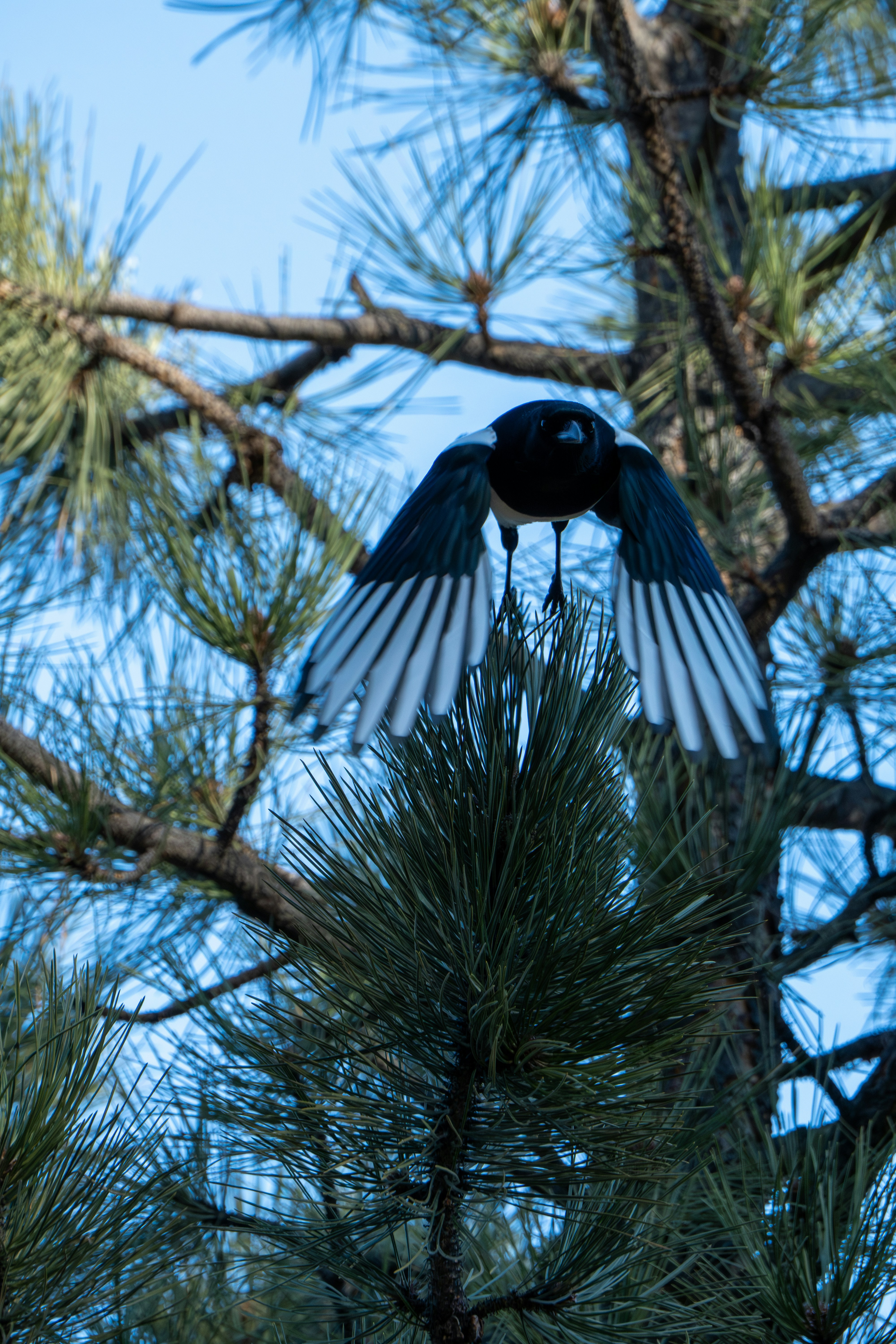 Azure Bird Wings Through Pine Canopy Against a Clear Sky