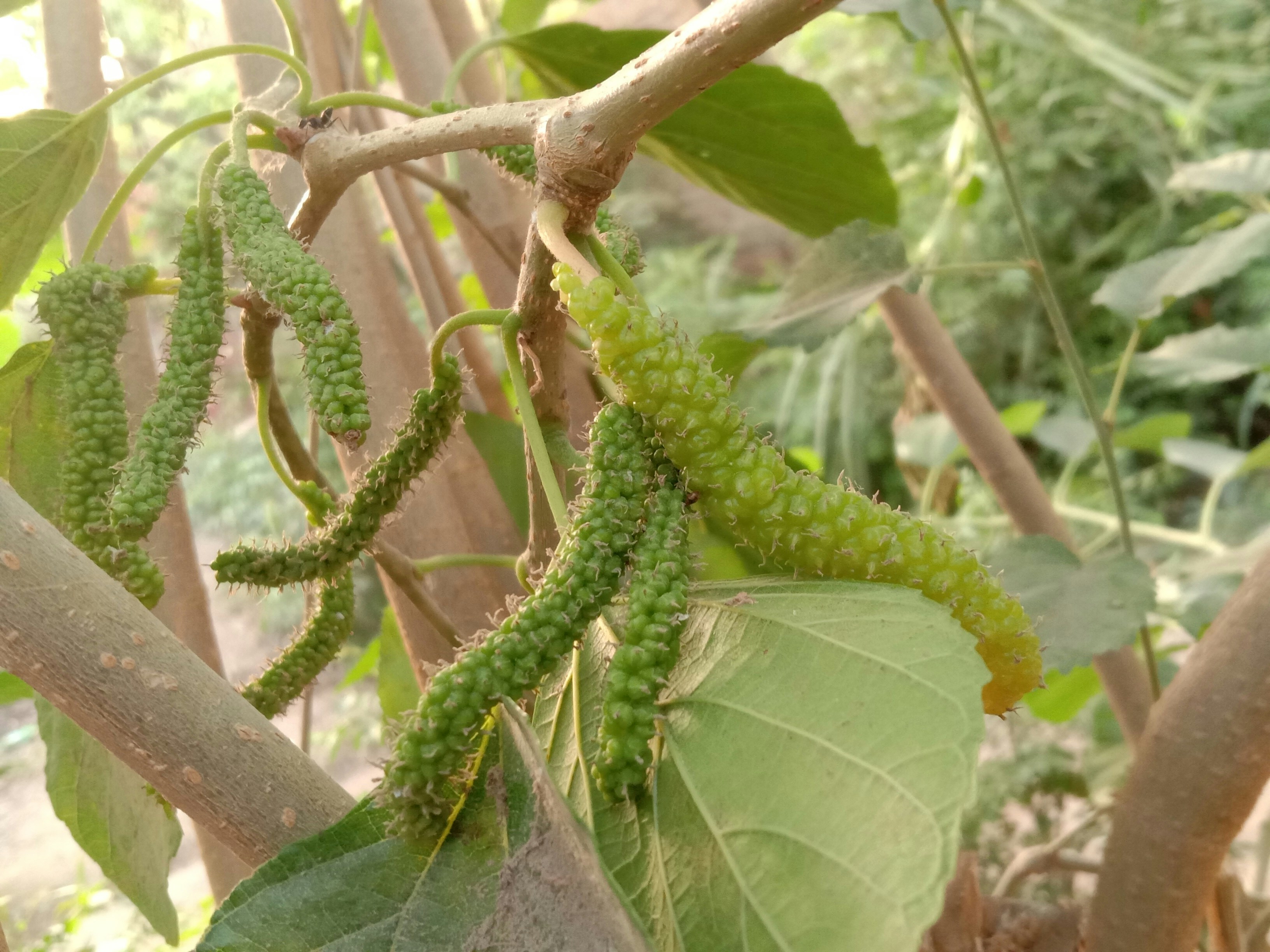 Close-up photograph of green catkins hanging from a branch with broad leaves.