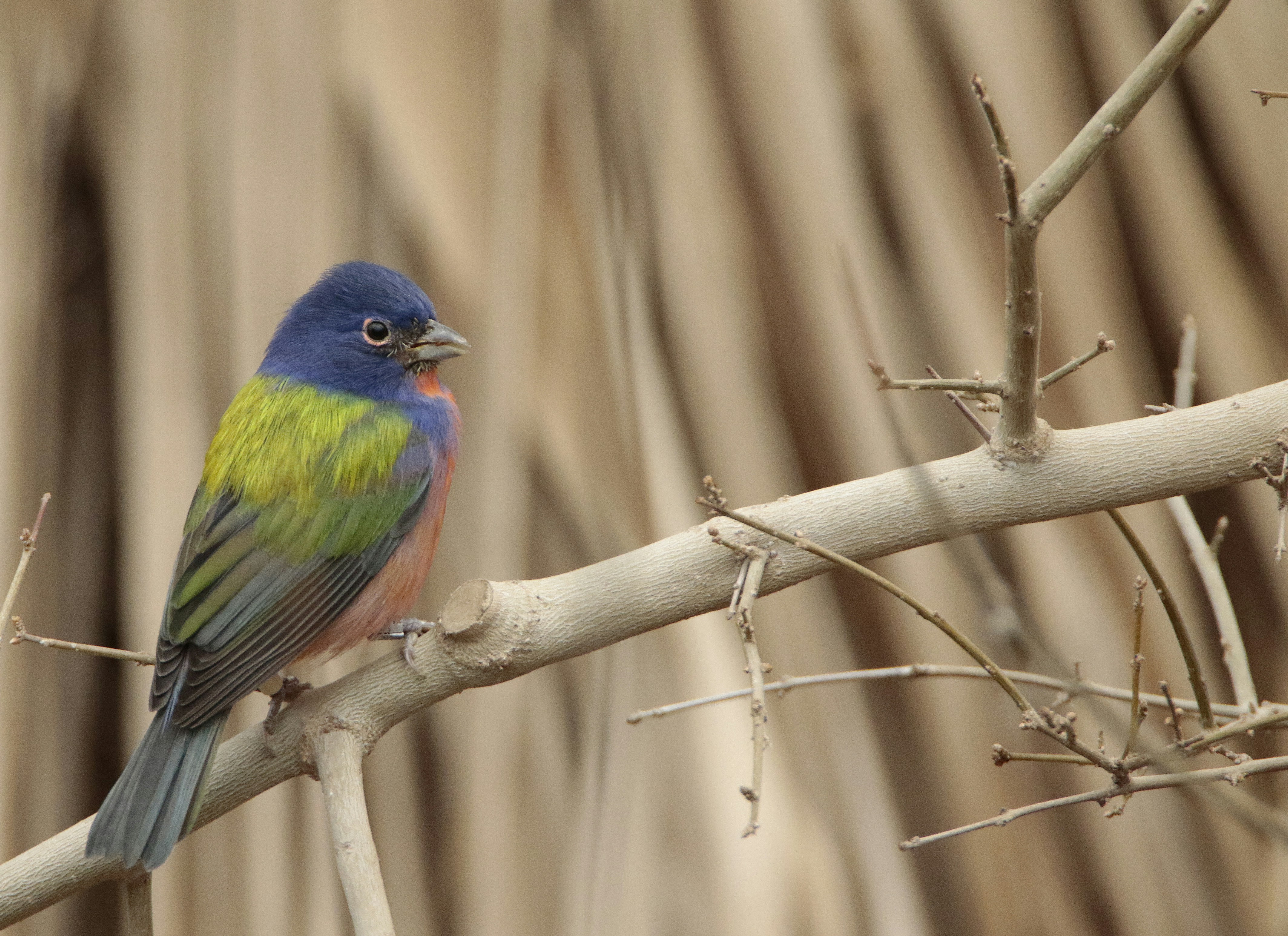 Colorful bird perched on a bare branch against a blurred natural background.