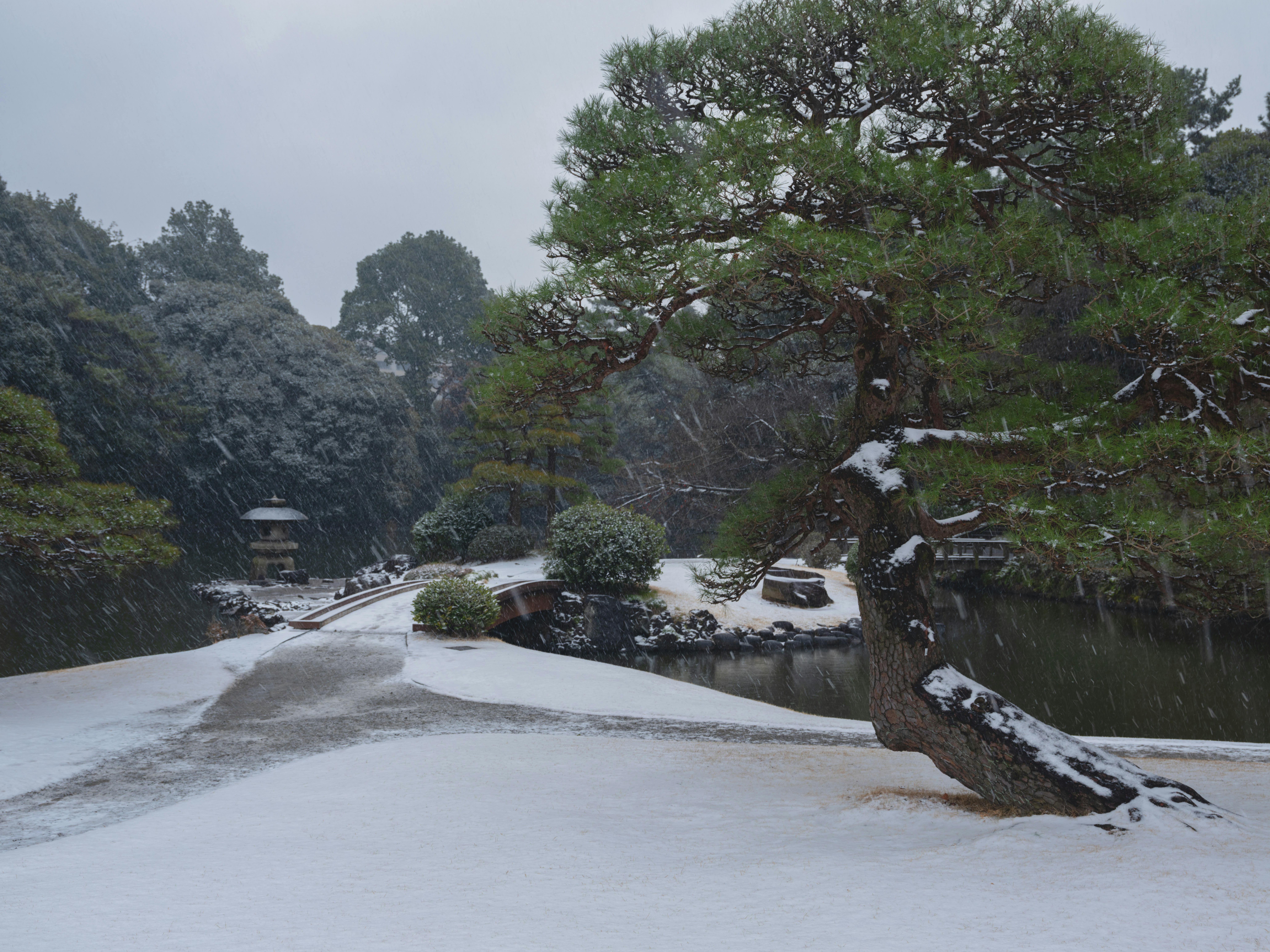 Winter Quiet in a Japanese Garden: The Pine by the Frozen Pond
