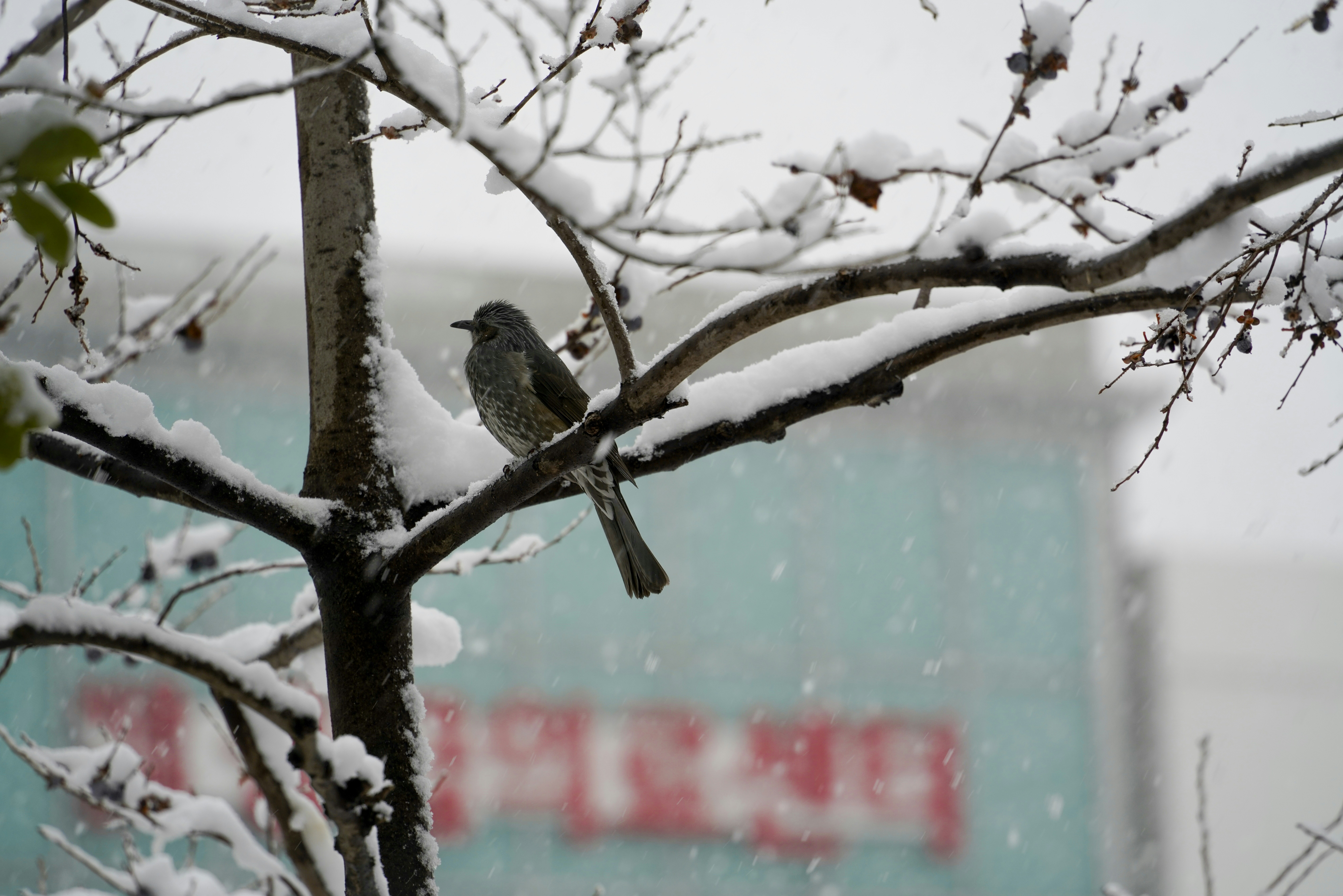 A bird sitting on a tree branch in the snow photo – Free South korea ...