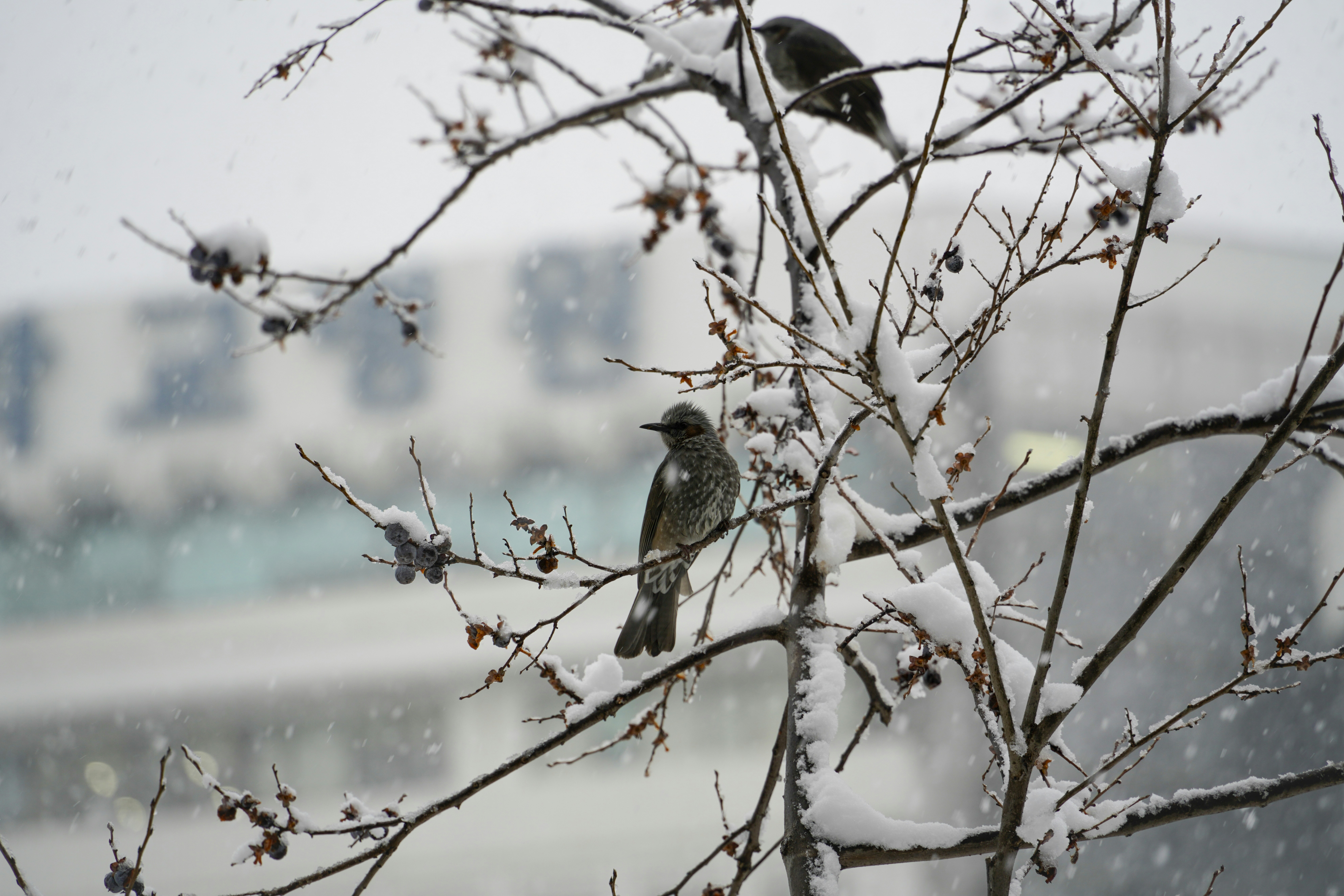 Snowbound Perch: A lone songbird on a frosted twig with a blurred cityscape