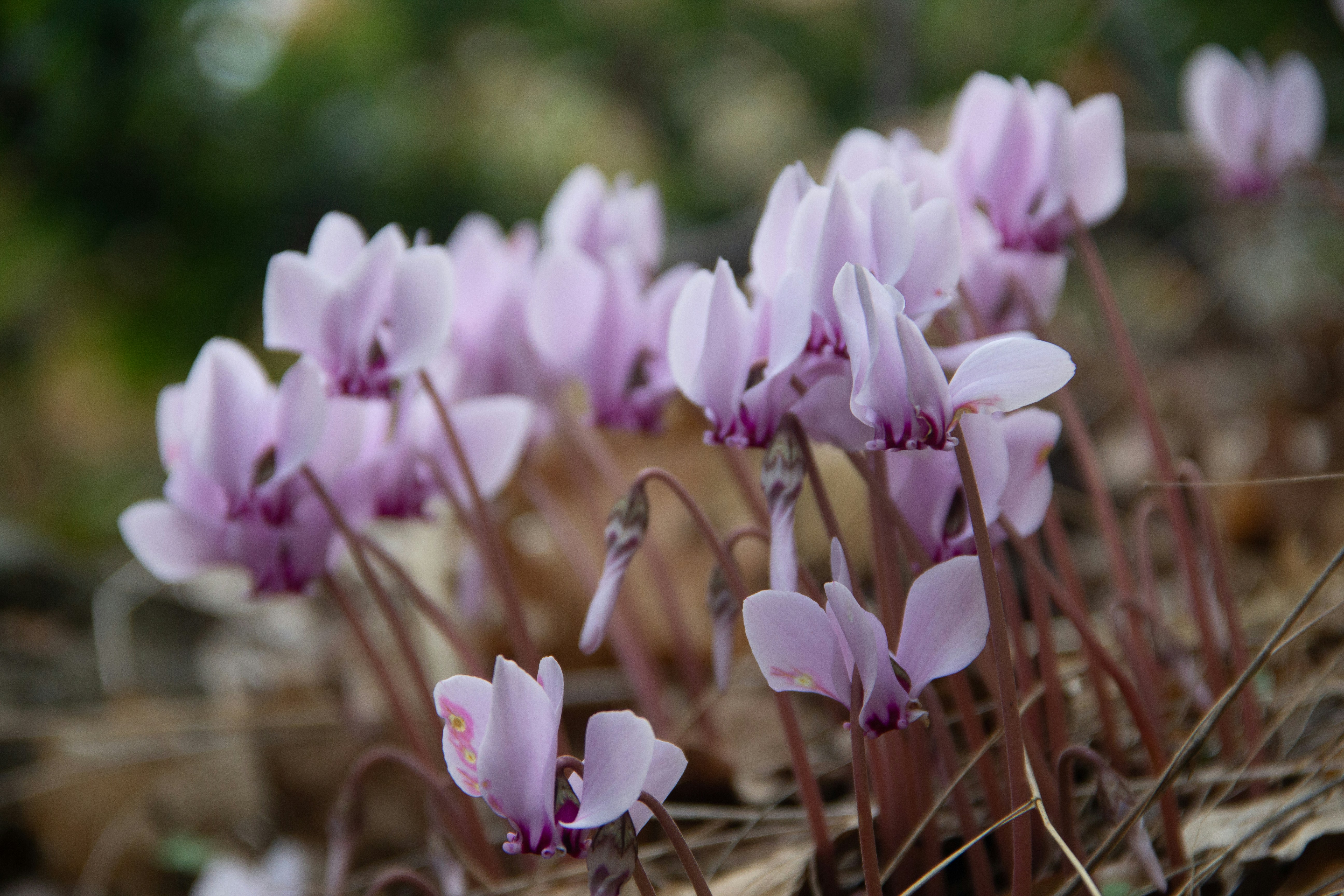 Cluster of delicate pink cyclamen flowers emerging from the forest floor, surrounded by dried leaves and soft greenery.