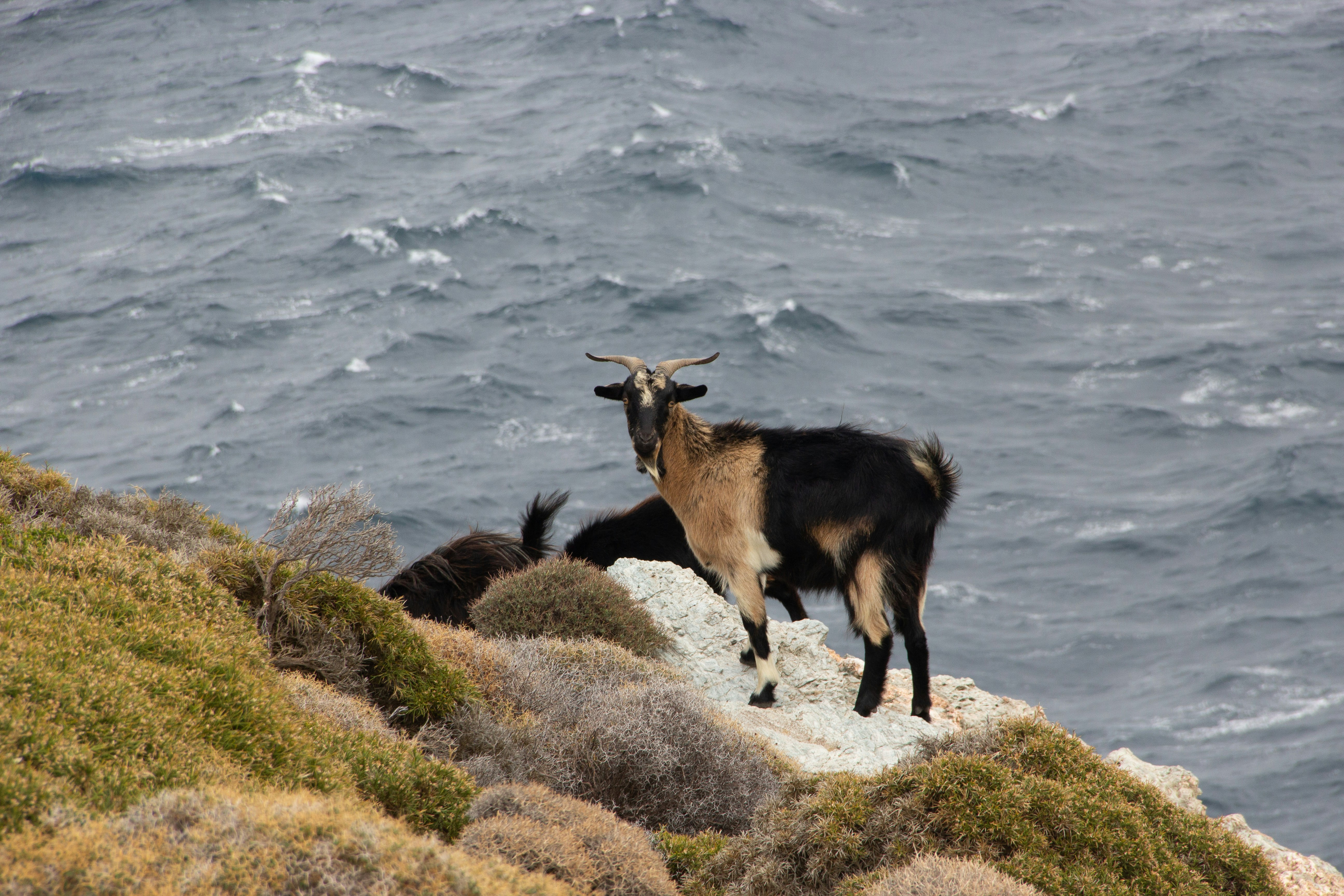 A goat standing on top of a rocky cliff next to the ocean photo – Free ...