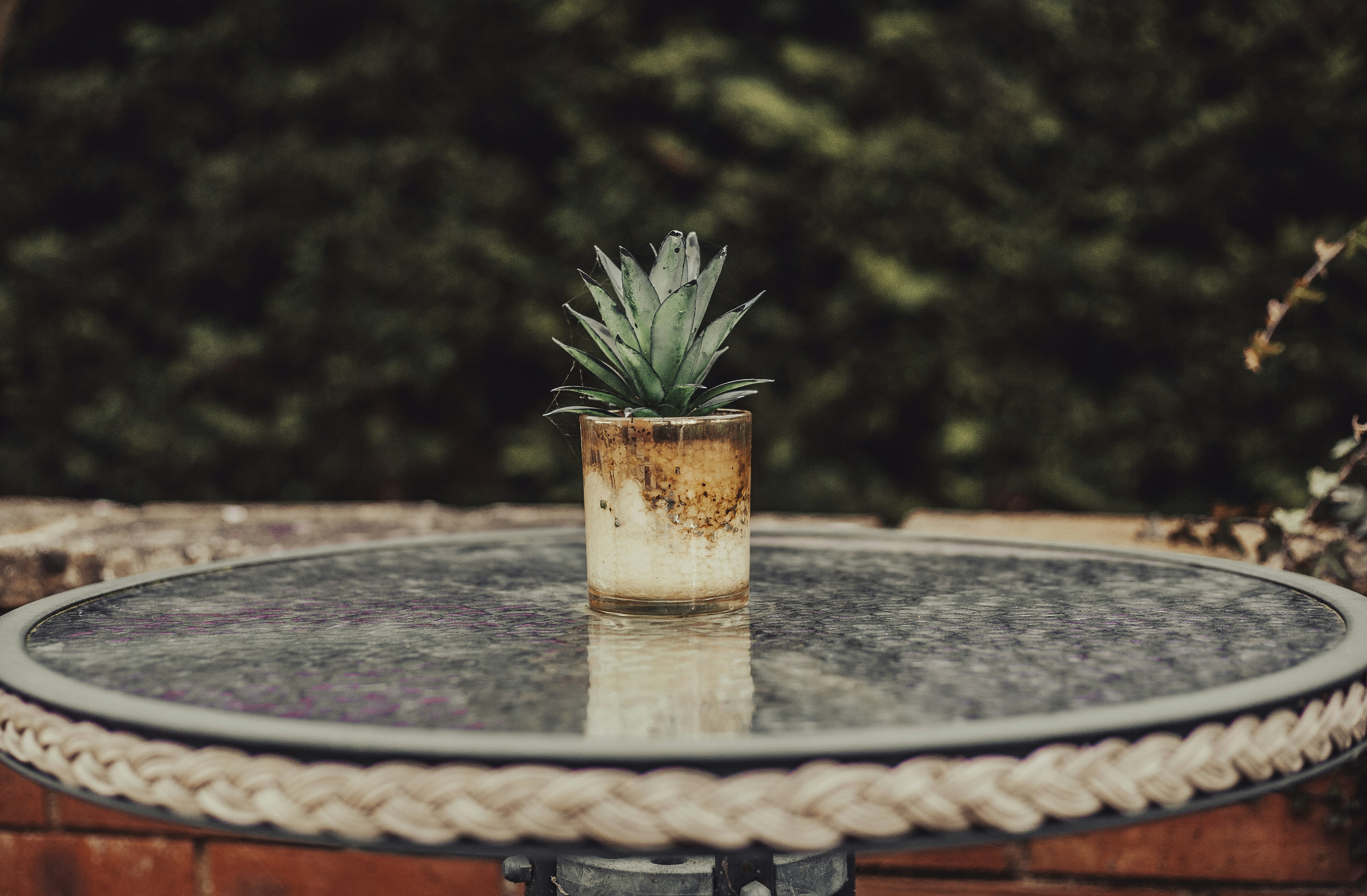 Potted Pinecrest on a Glass-Top Table