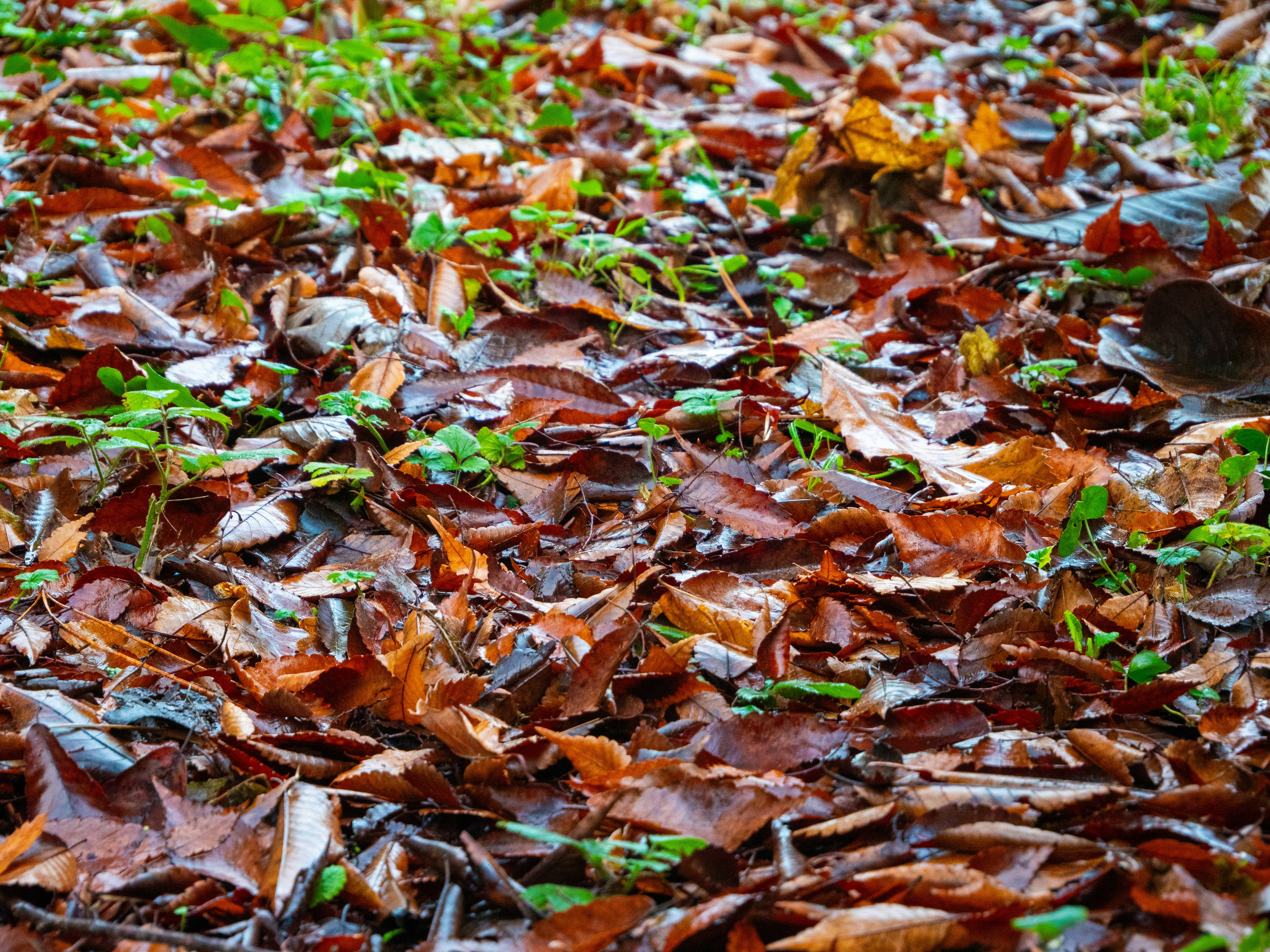 Emerald Sprouts Break Through Rain-Washed Leaf Carpet