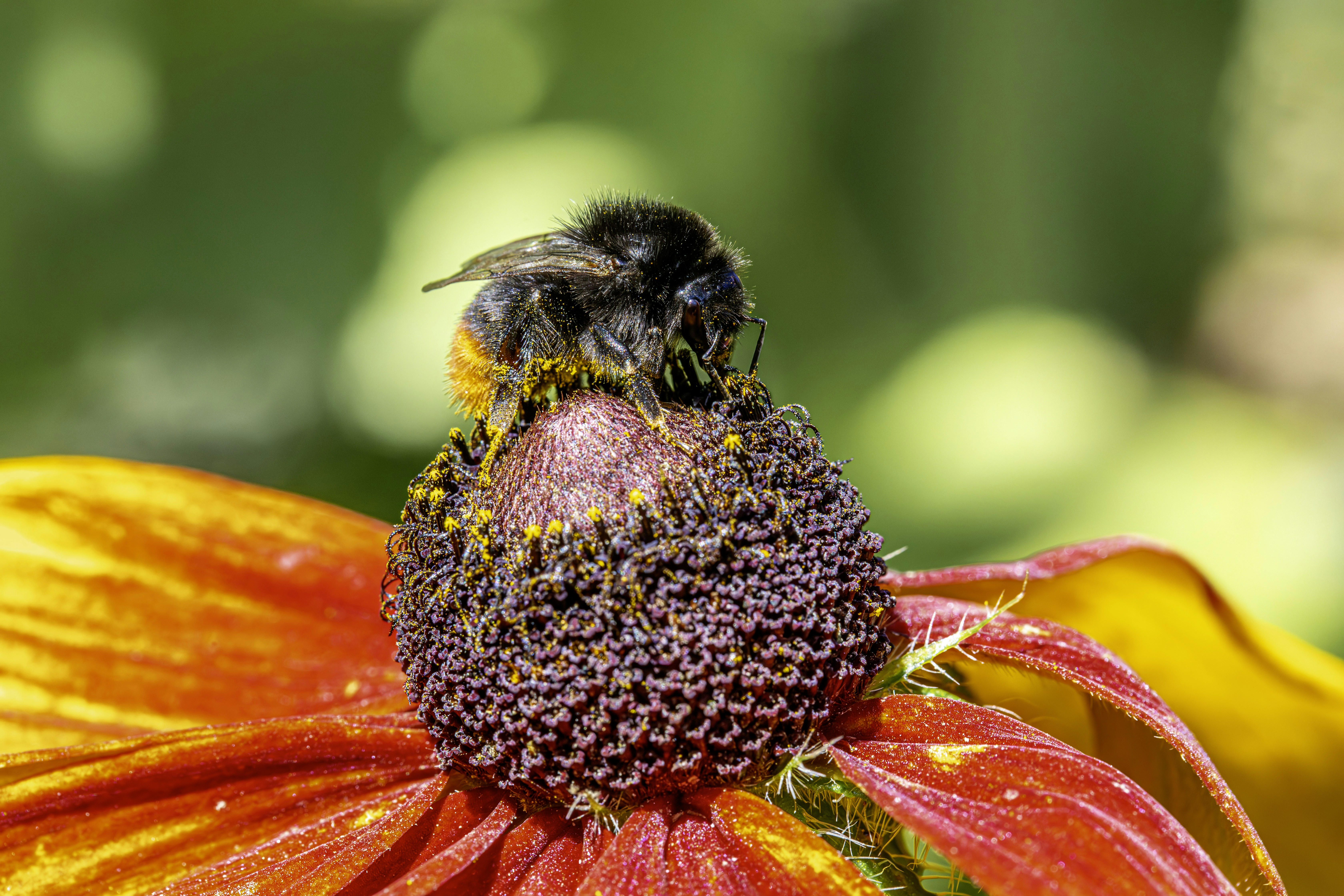 Una abeja sentada encima de una flor roja y amarilla foto – Imagen de ...