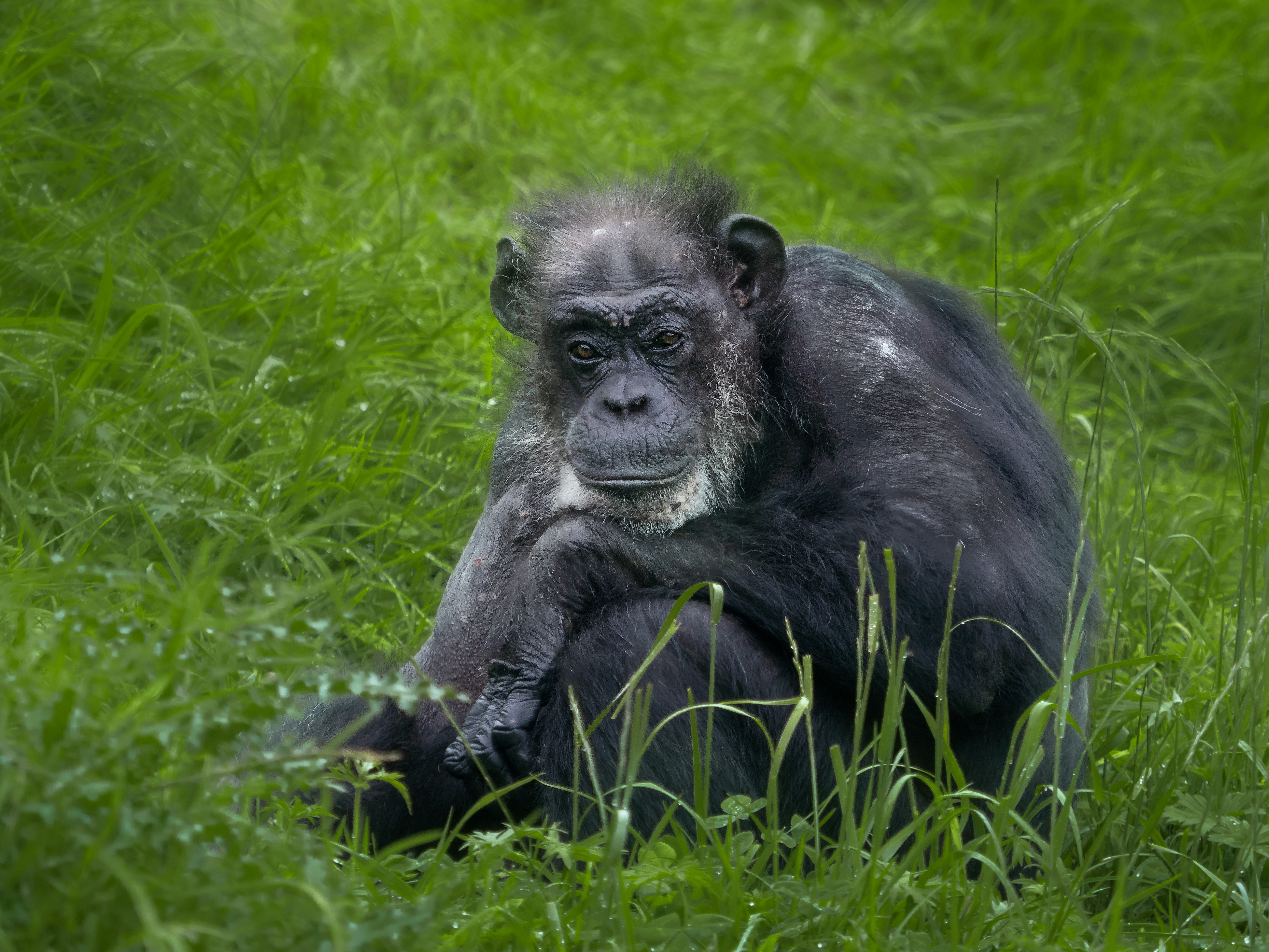 Chimpanzee