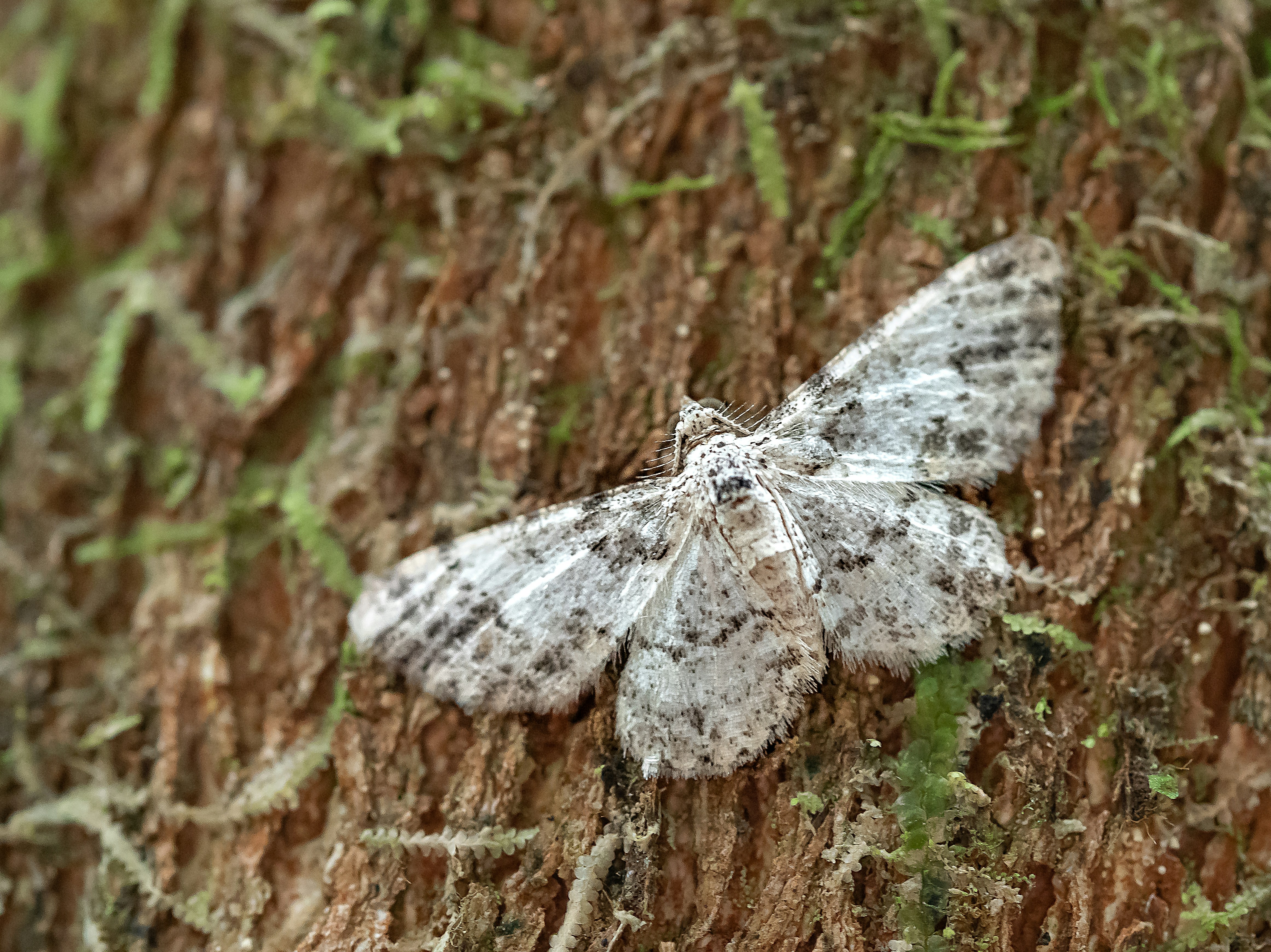 A white moth sitting on the bark of a tree photo – Free Animal Image on ...