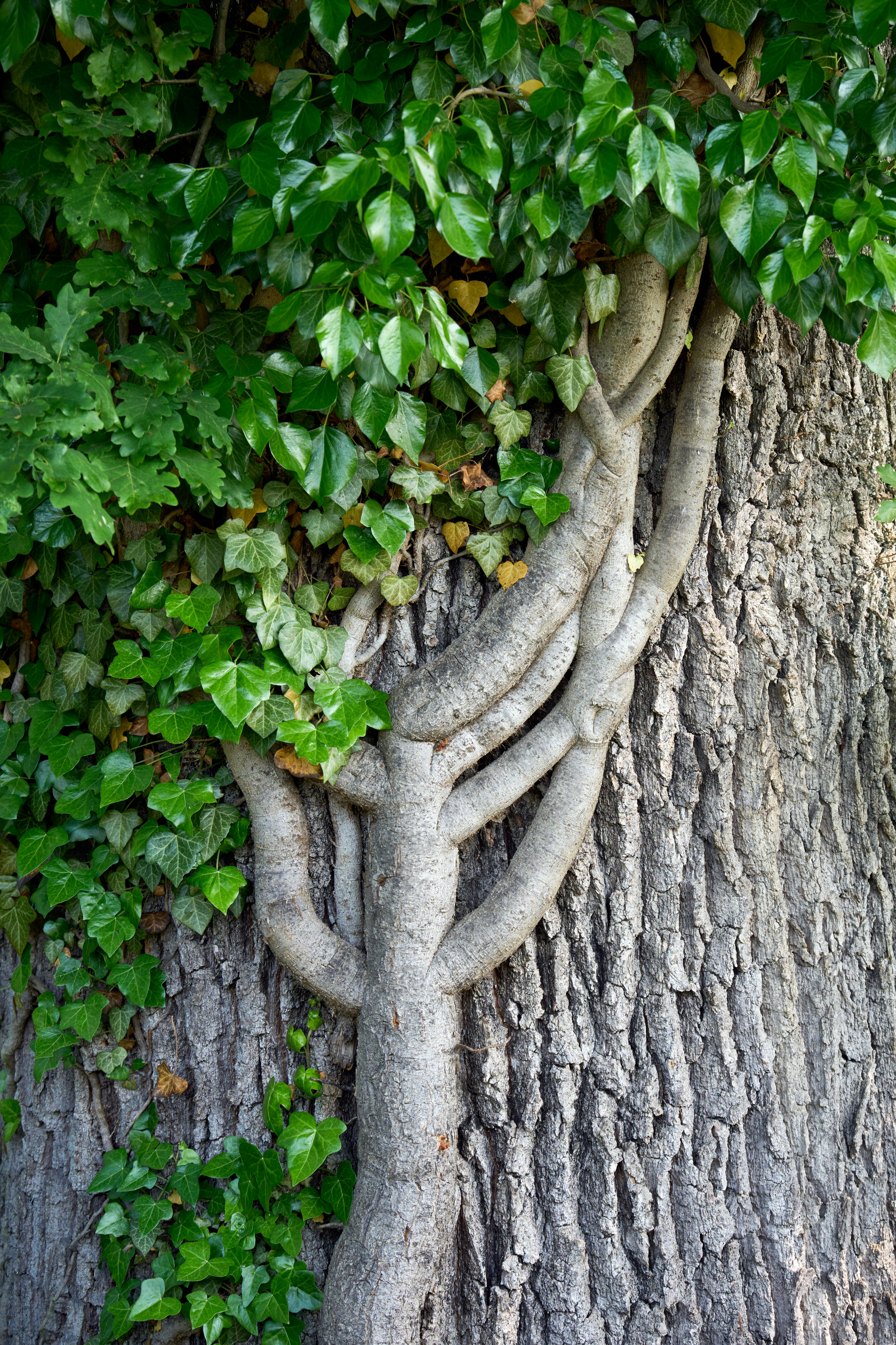 A tree with vines growing on it's trunk photo – Free Tree trunk Image ...