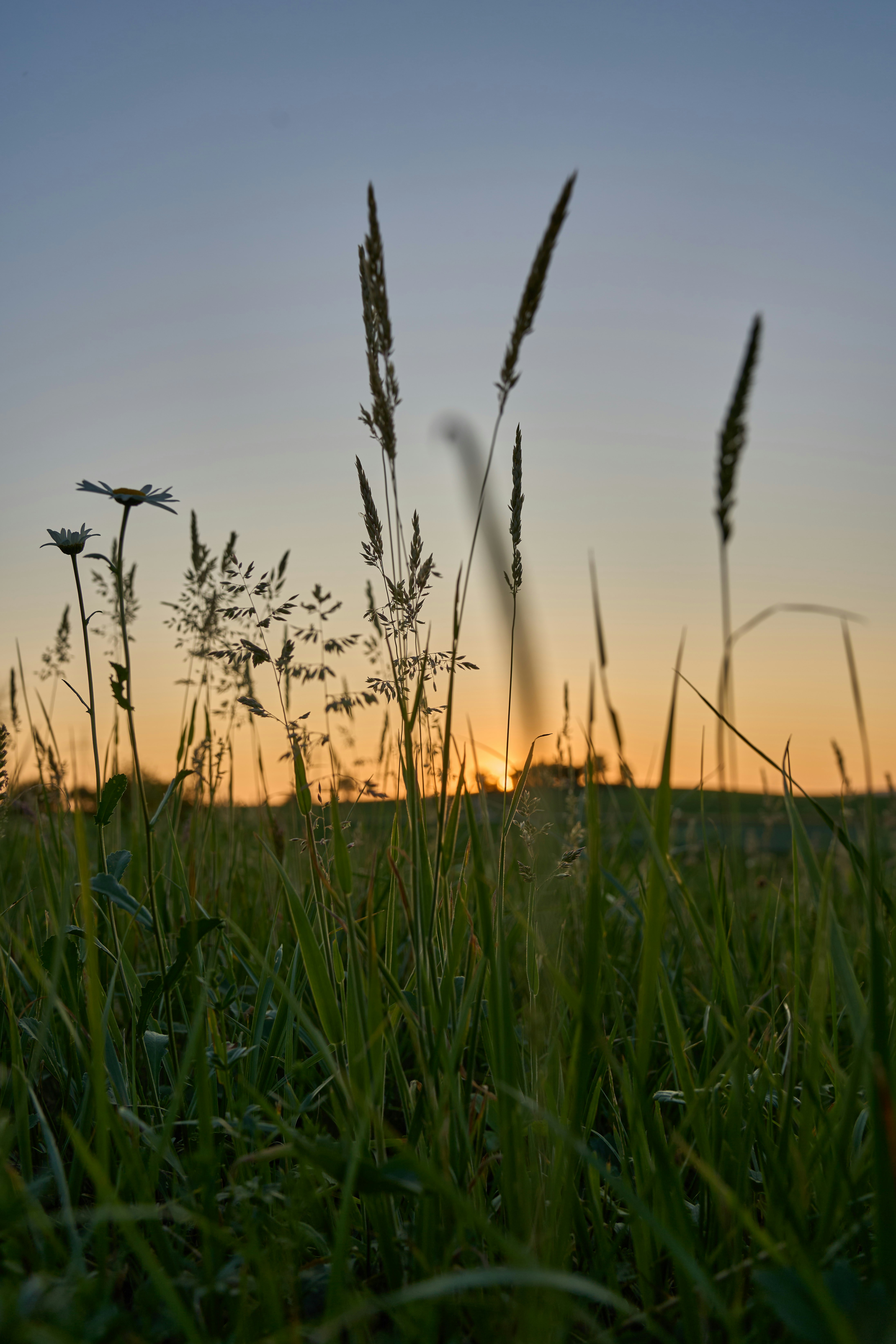 The sun is setting over a field of tall grass photo – Free Grass Image ...