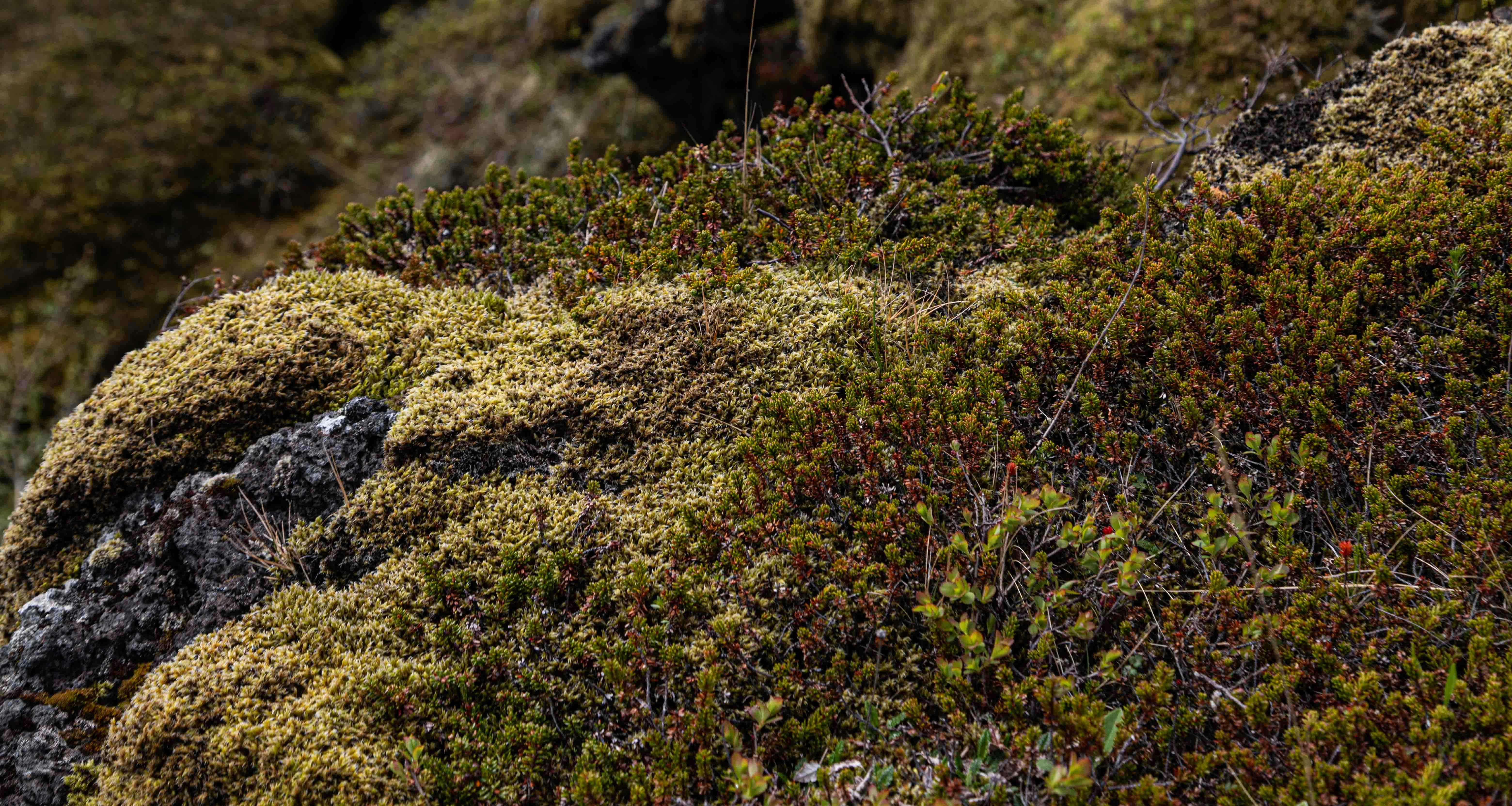 Microbial Ecology and Parasitism