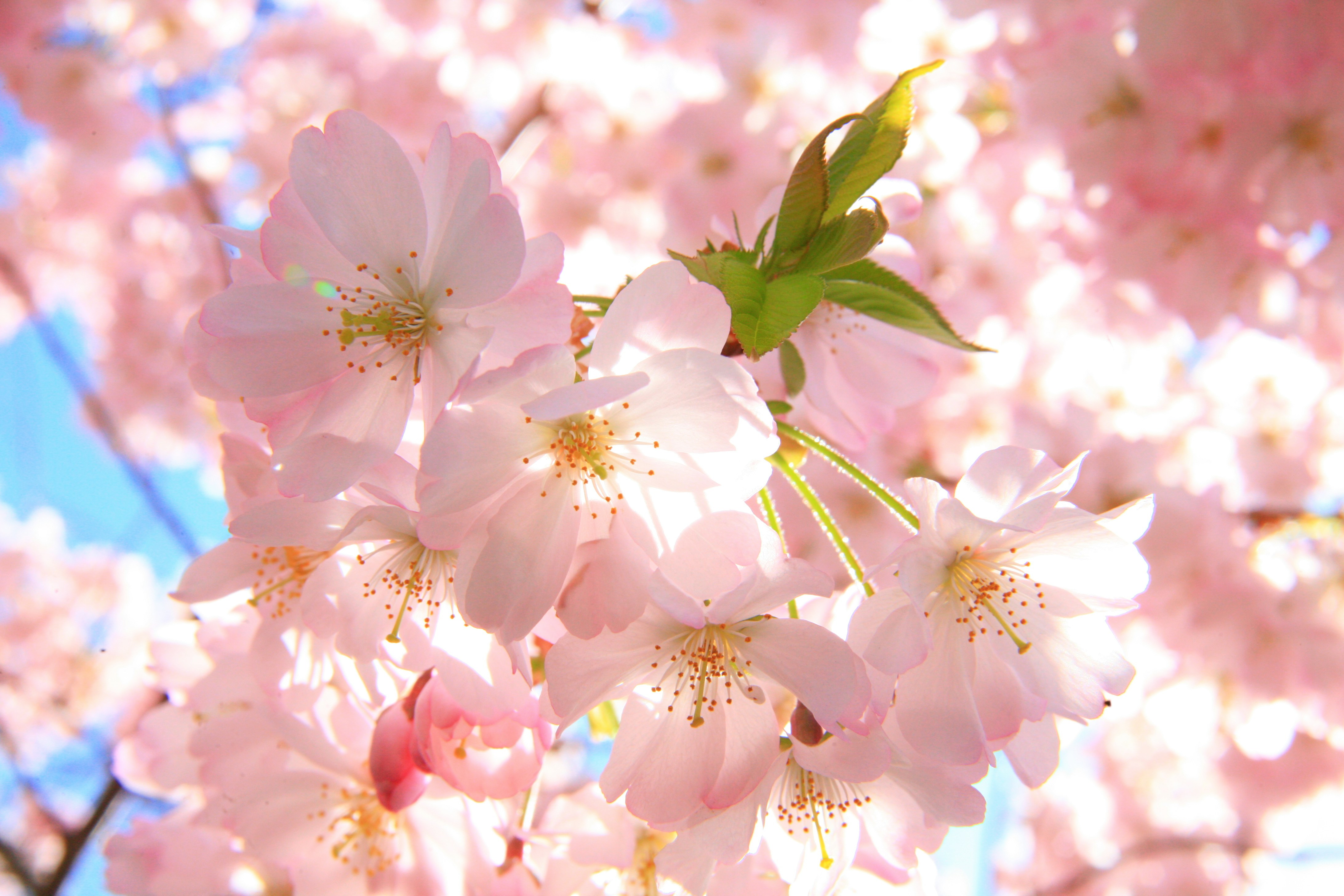 Close-Up Sakura: Gentle Pink Blossoms Framing a Spring Sky